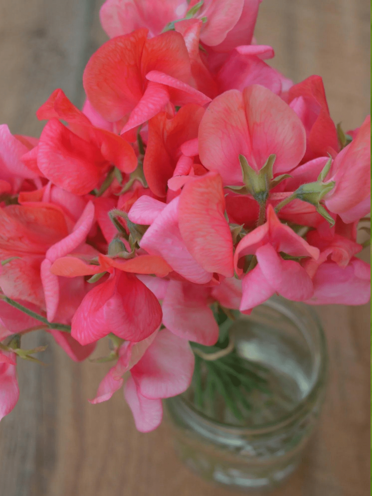 Ærteblomst 'Old Spice Miss Willmott'