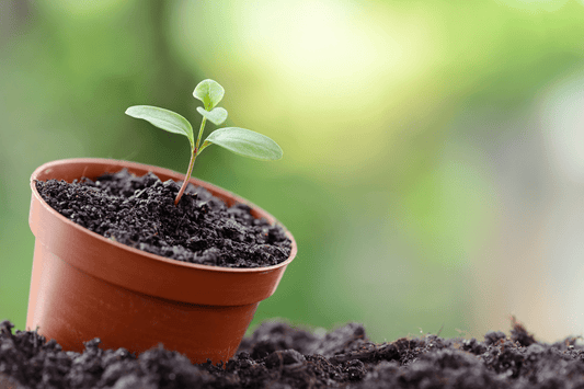 GUIDE TIL UDFLYTNING AF SMÅ PLANTER