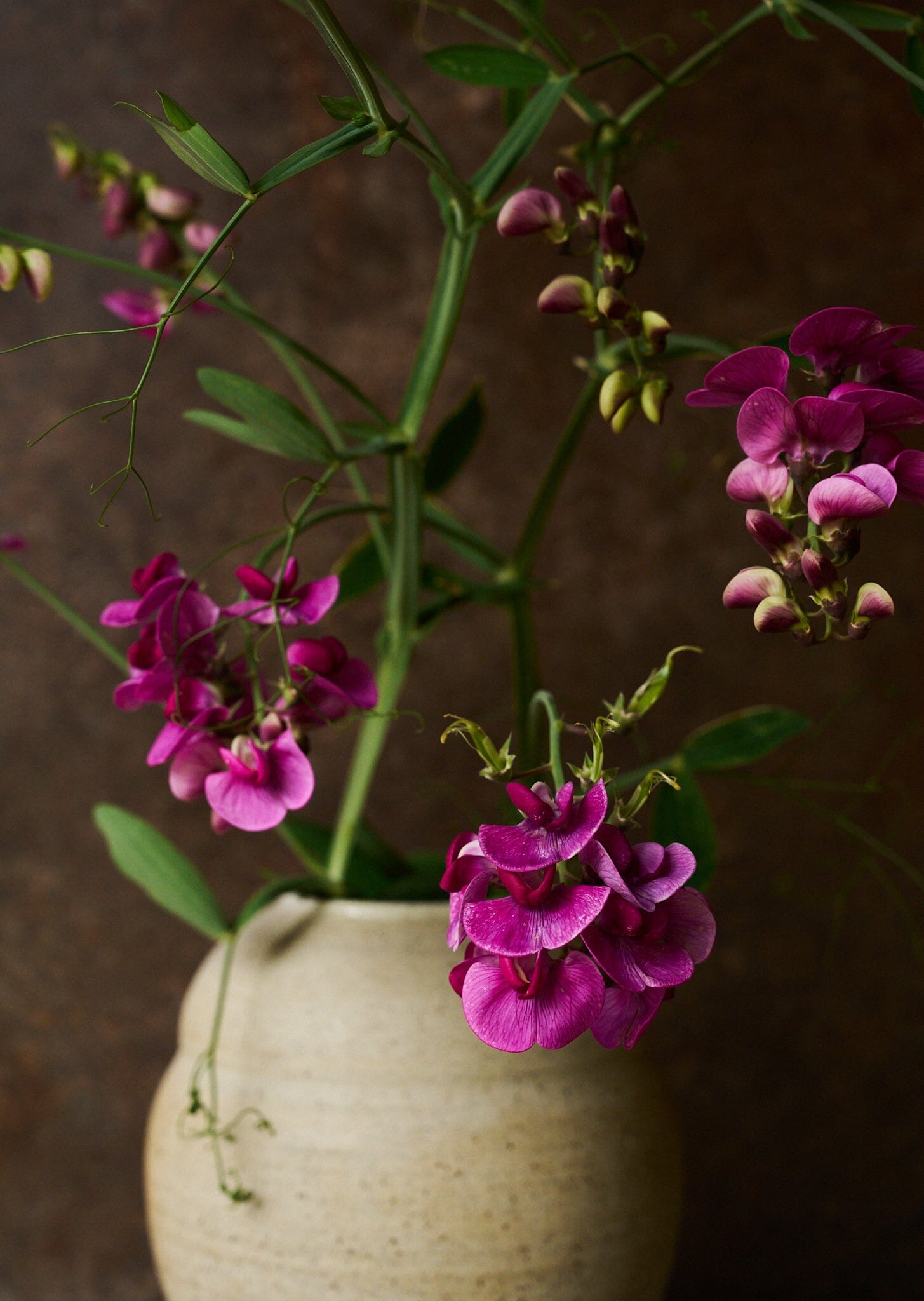 Staude ærteblomst 'Red Pearl'