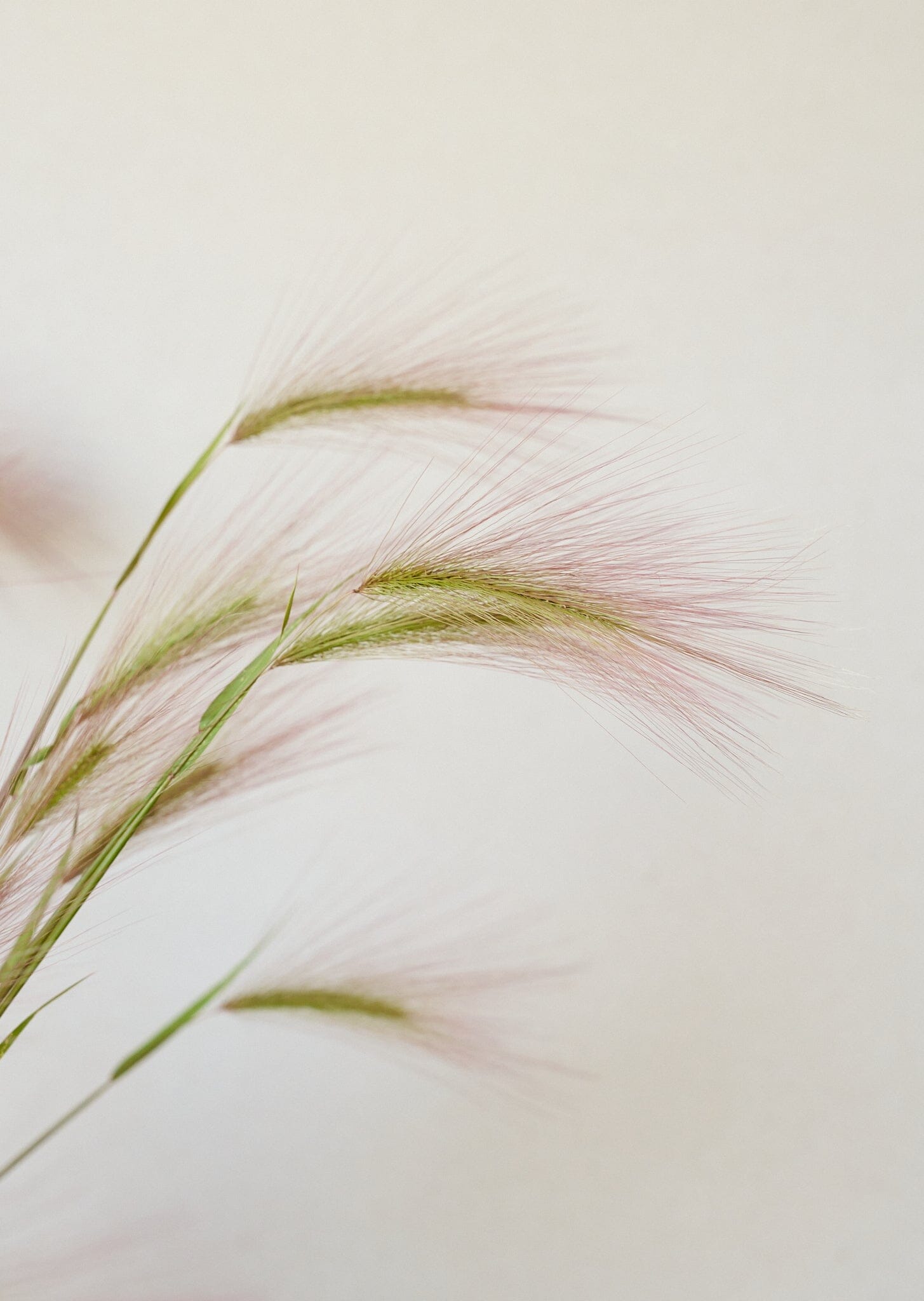 Egernhalebyg 'Ricky'