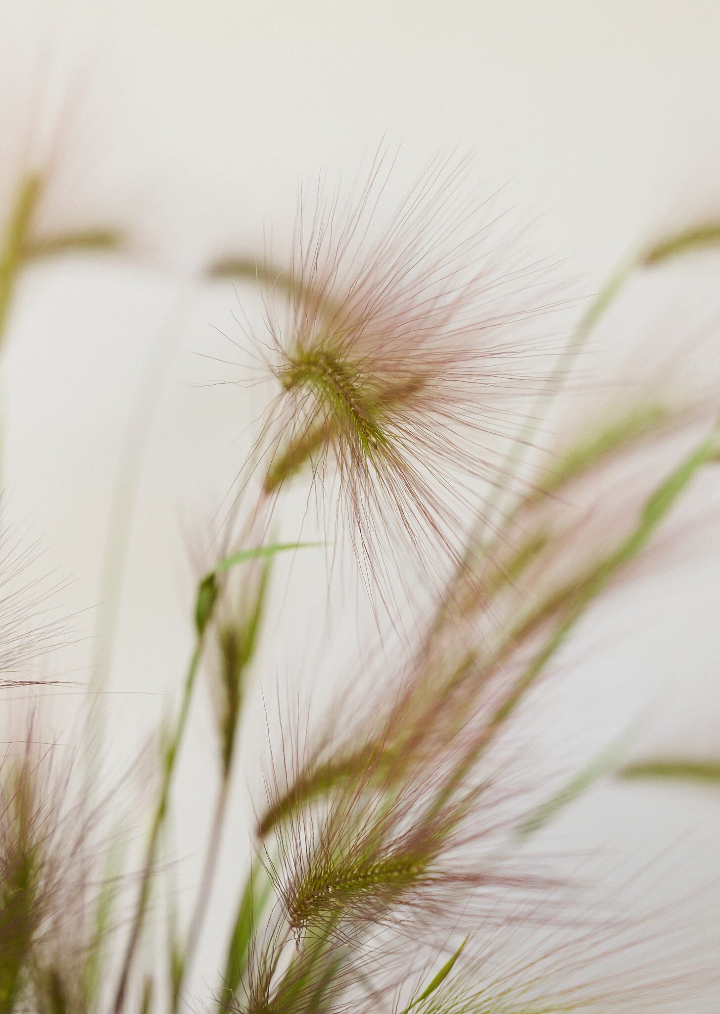 Egernhalebyg 'Ricky'