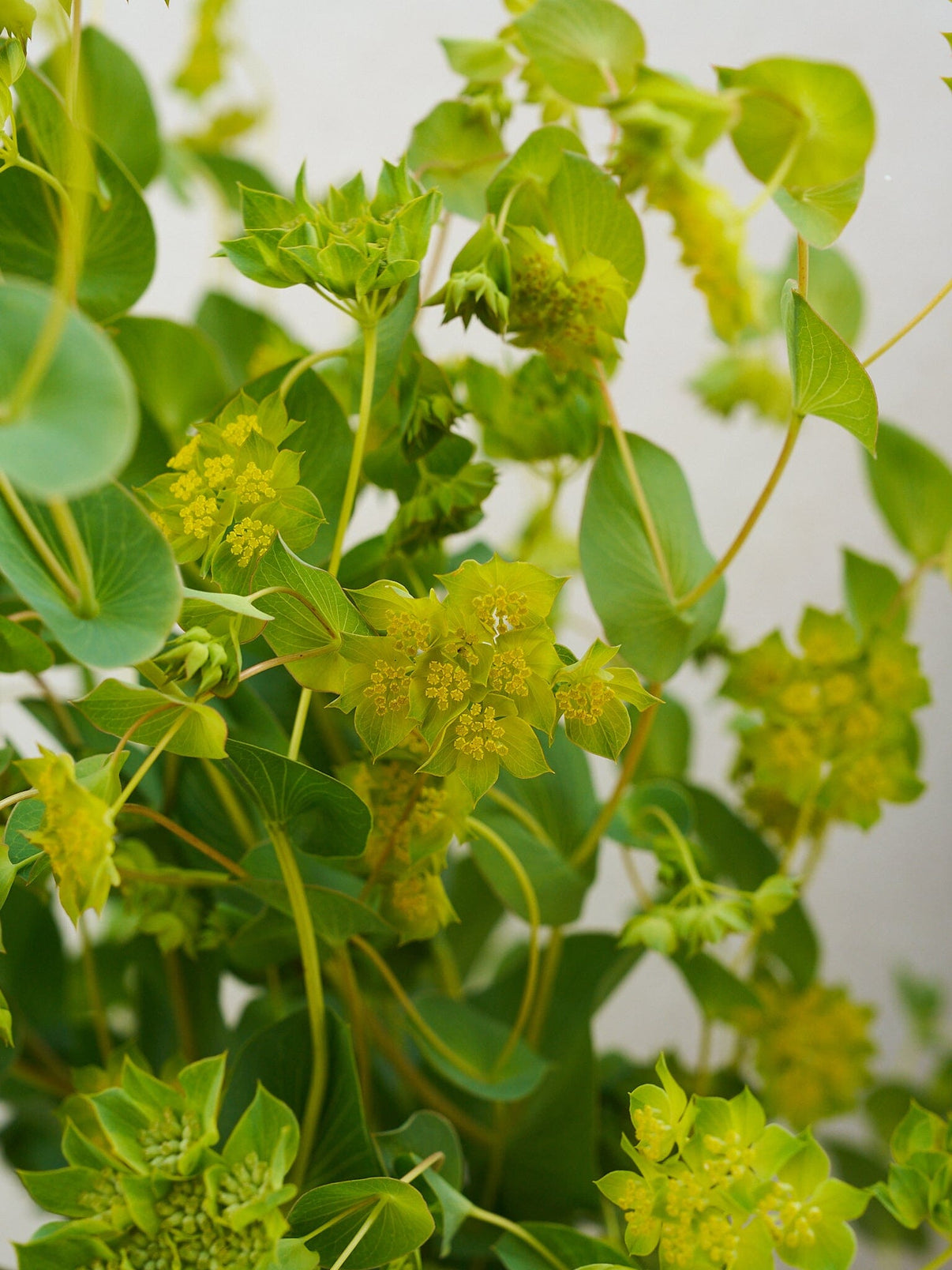 Hareøre 'Garibaldi'