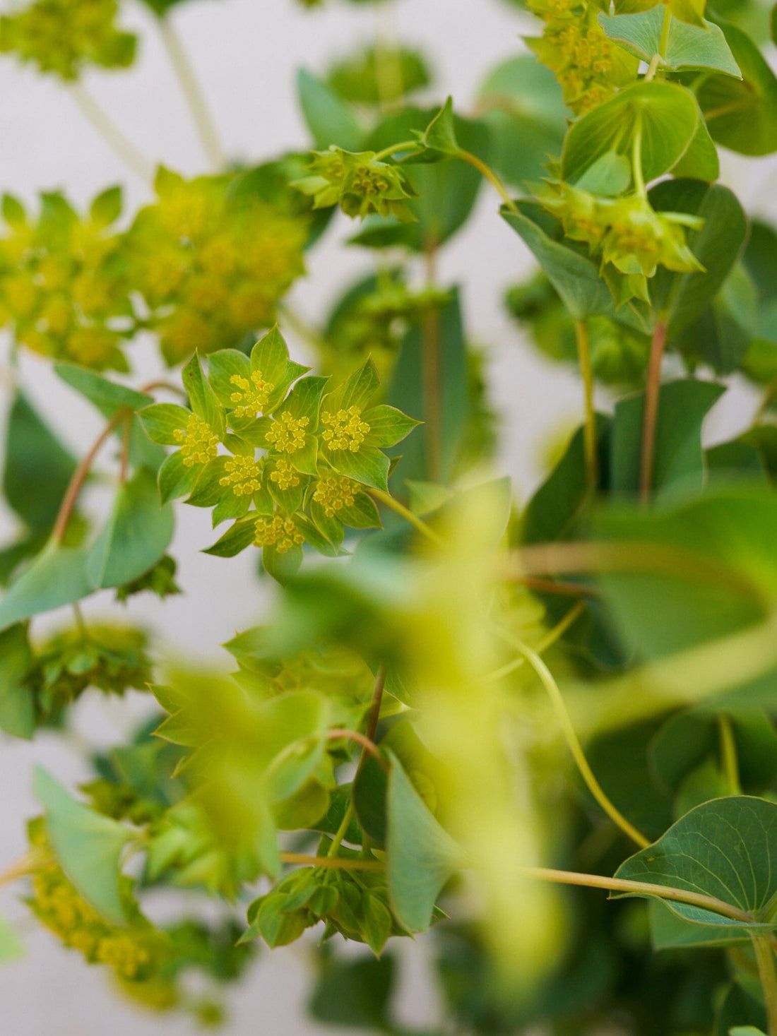 Hareøre 'Garibaldi'