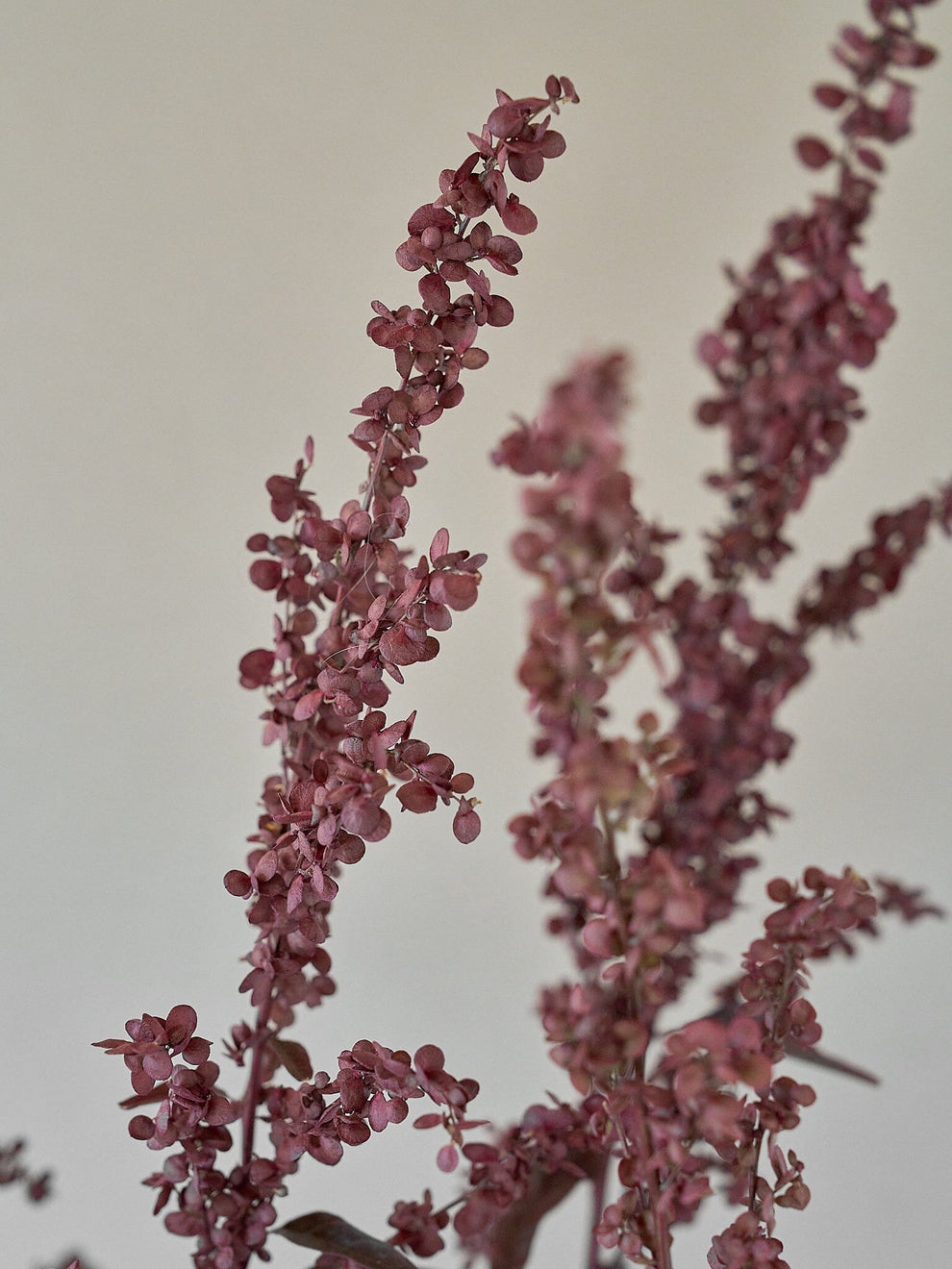 Havemælde 'Copper Plume'