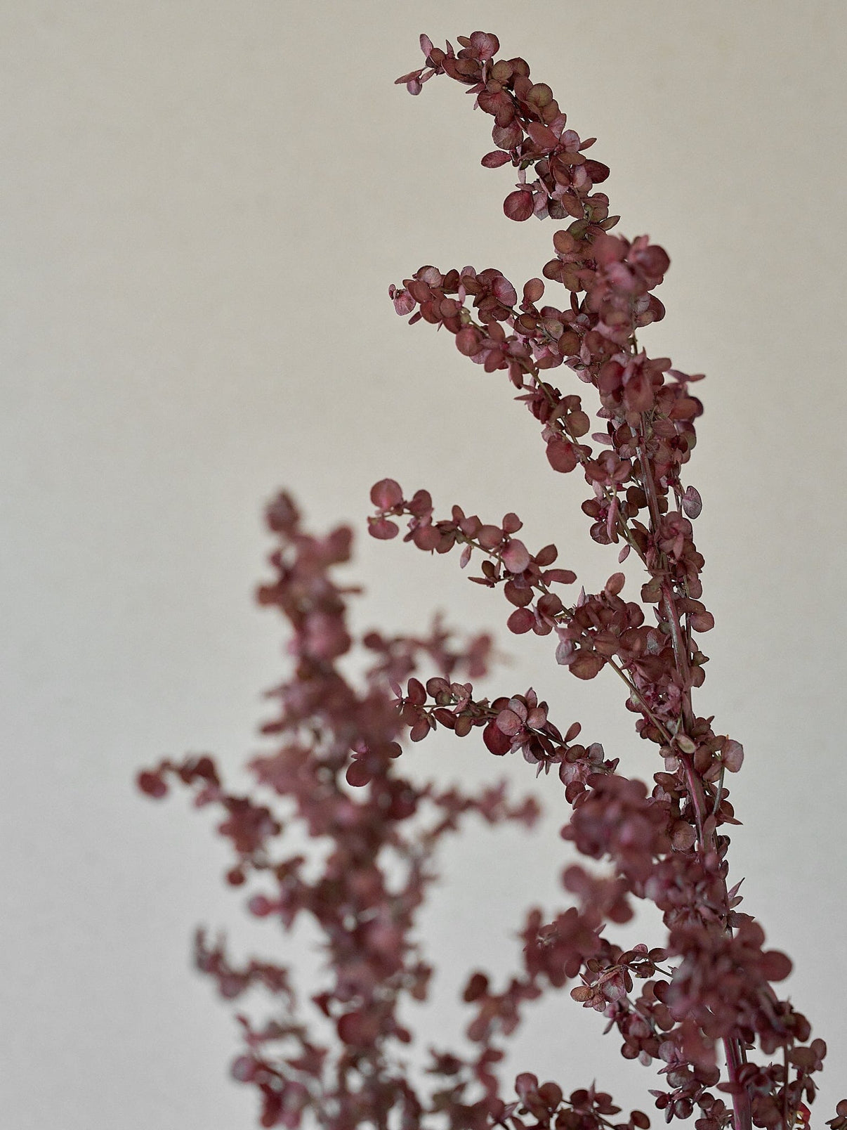 Havemælde 'Copper Plume'