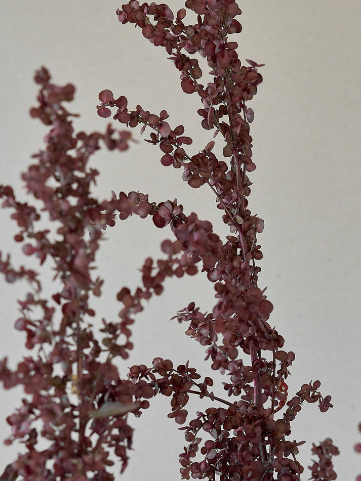 Havemælde 'Copper Plume'