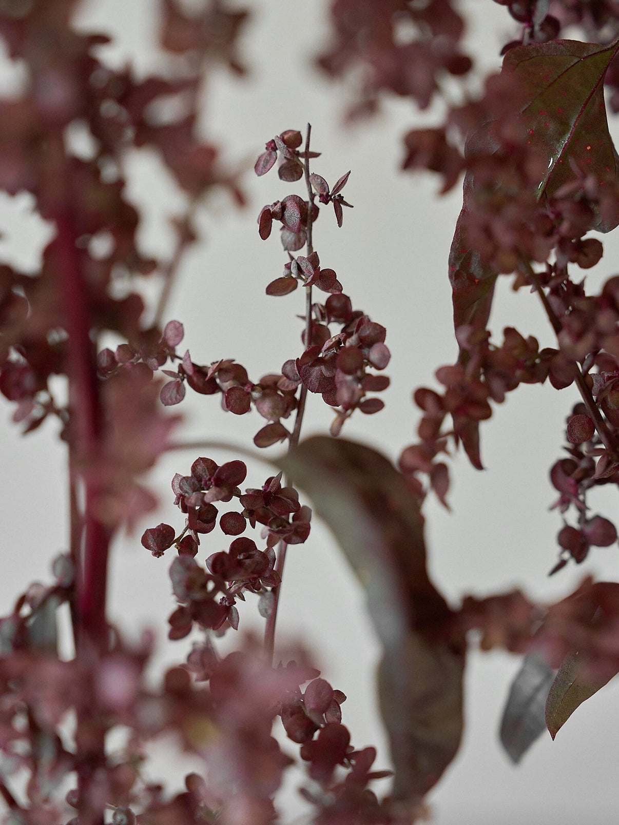 Havemælde 'Copper Plume'