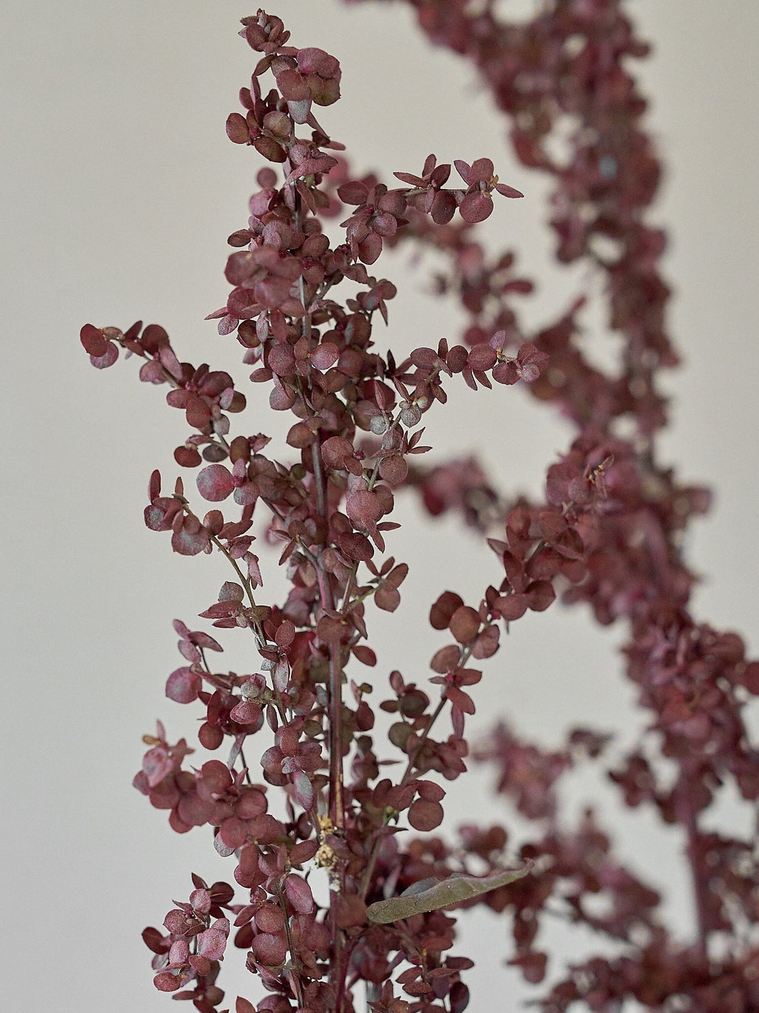 Havemælde 'Copper Plume'