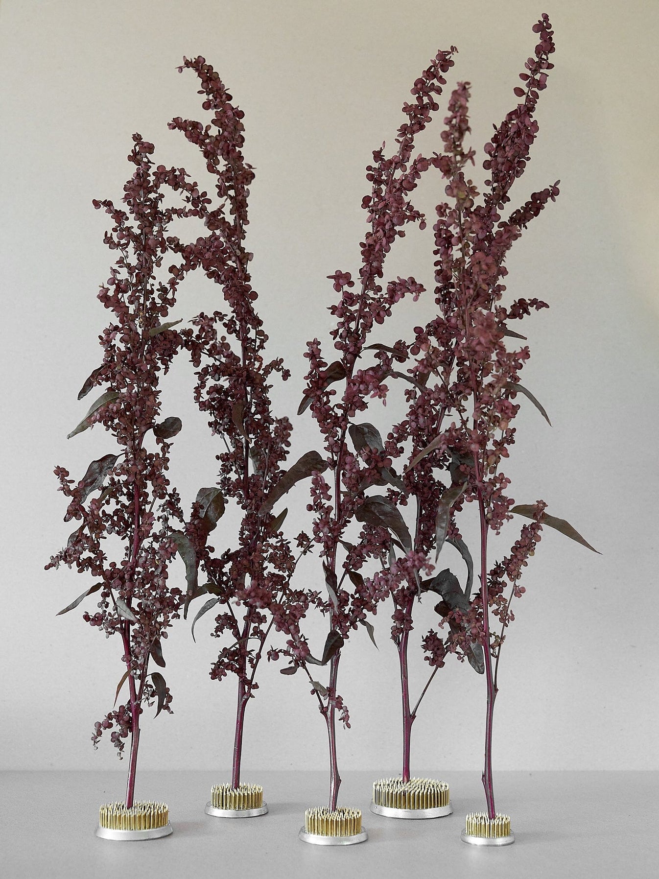 Havemælde 'Copper Plume'