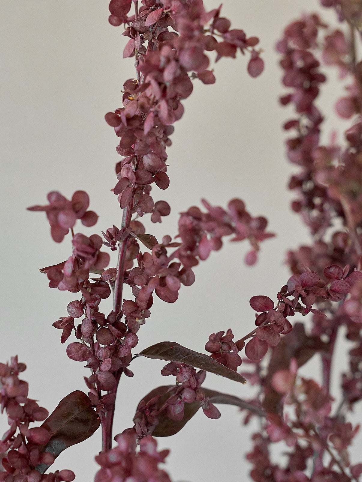 Havemælde 'Copper Plume'