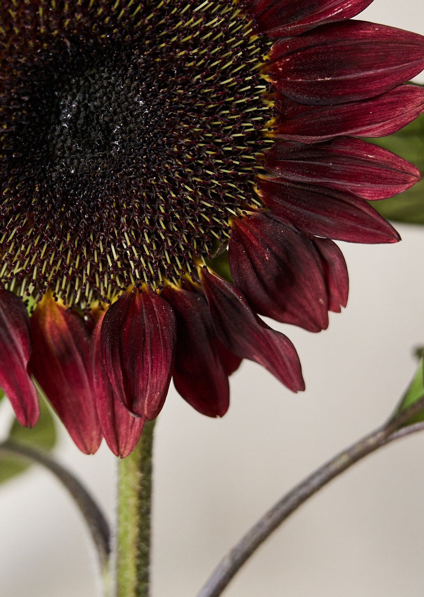 Solsikke 'Pro Cut Red F1'