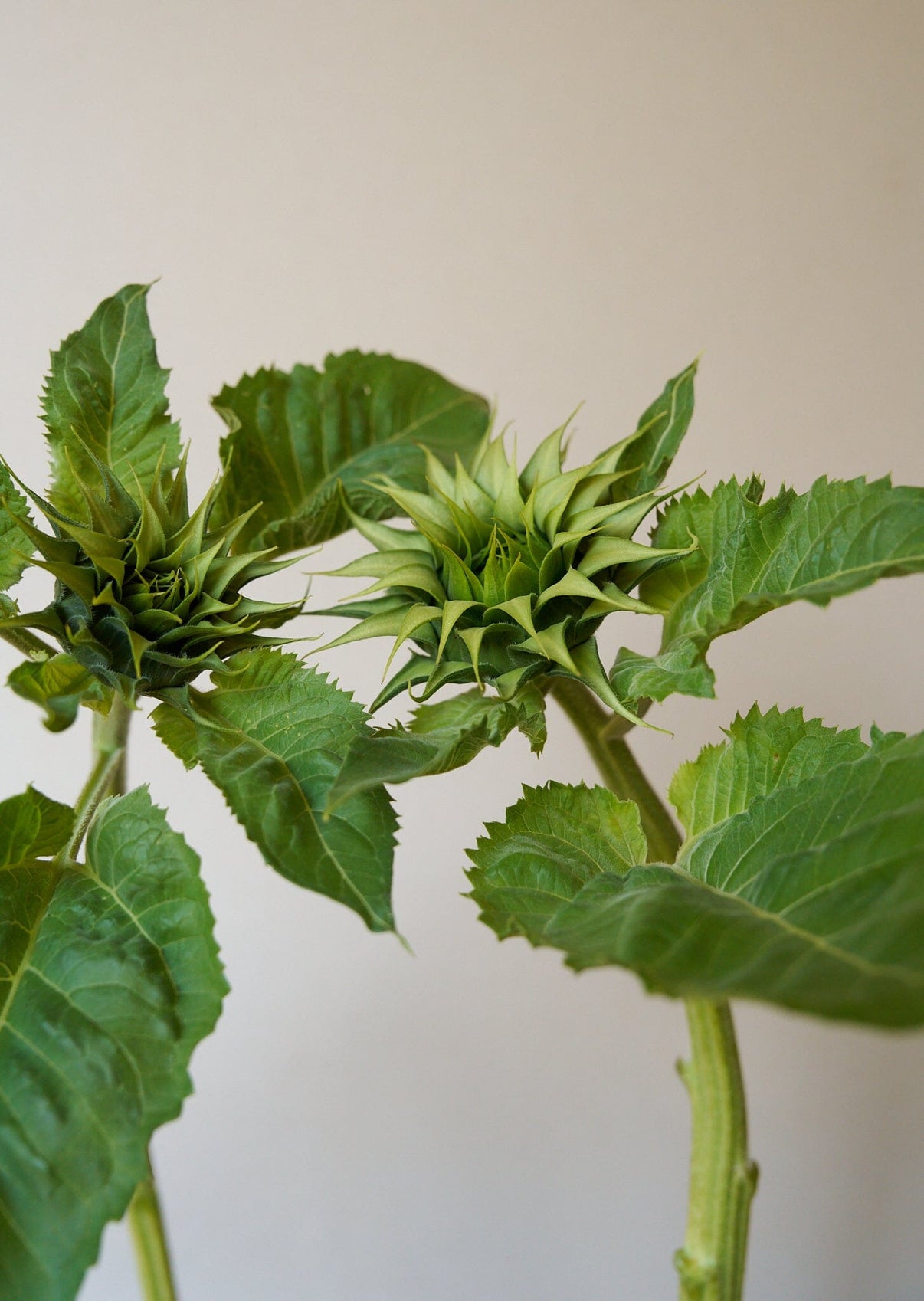 Solsikke 'Sunfill Green'