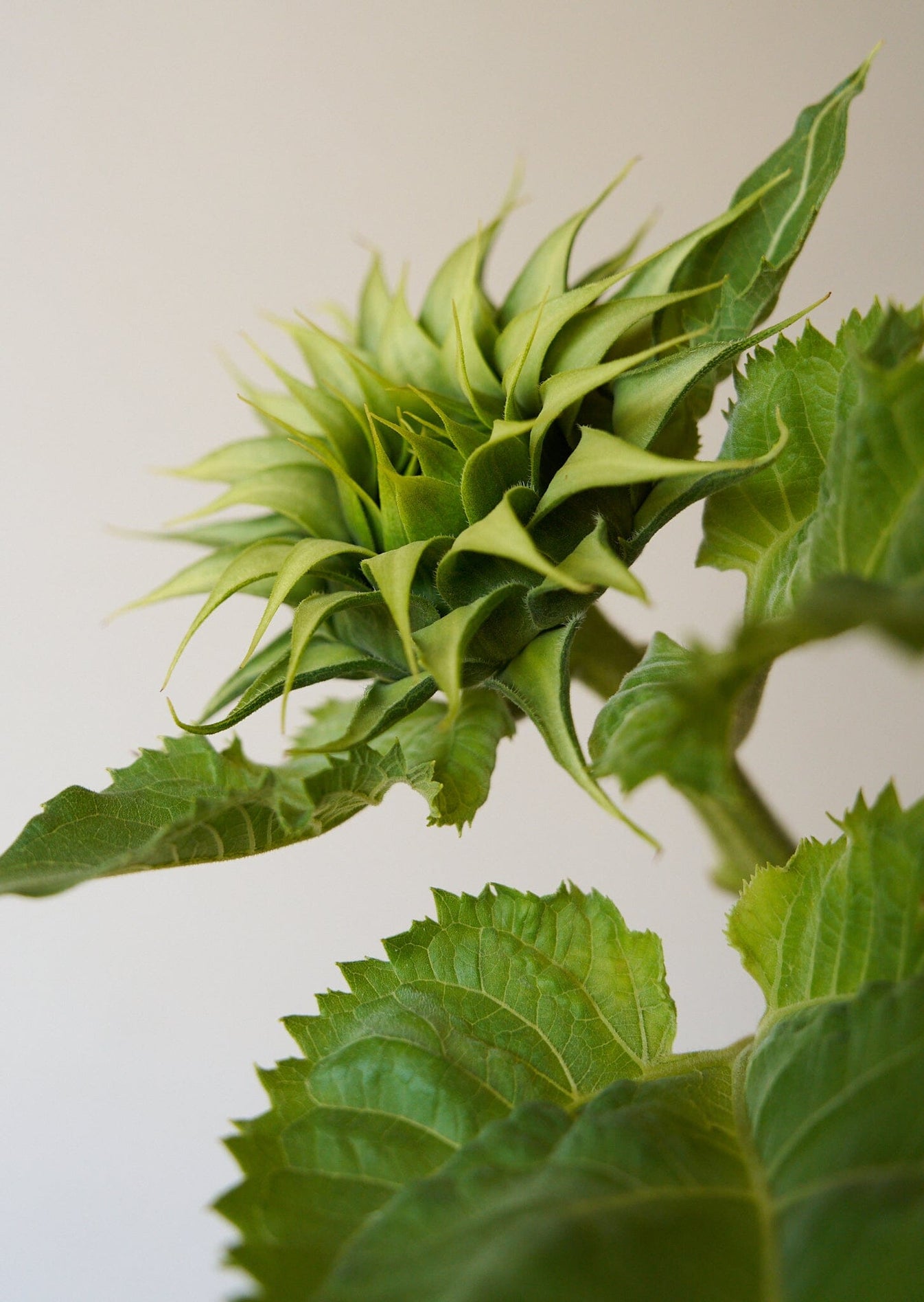 Solsikke 'Sunfill Green'