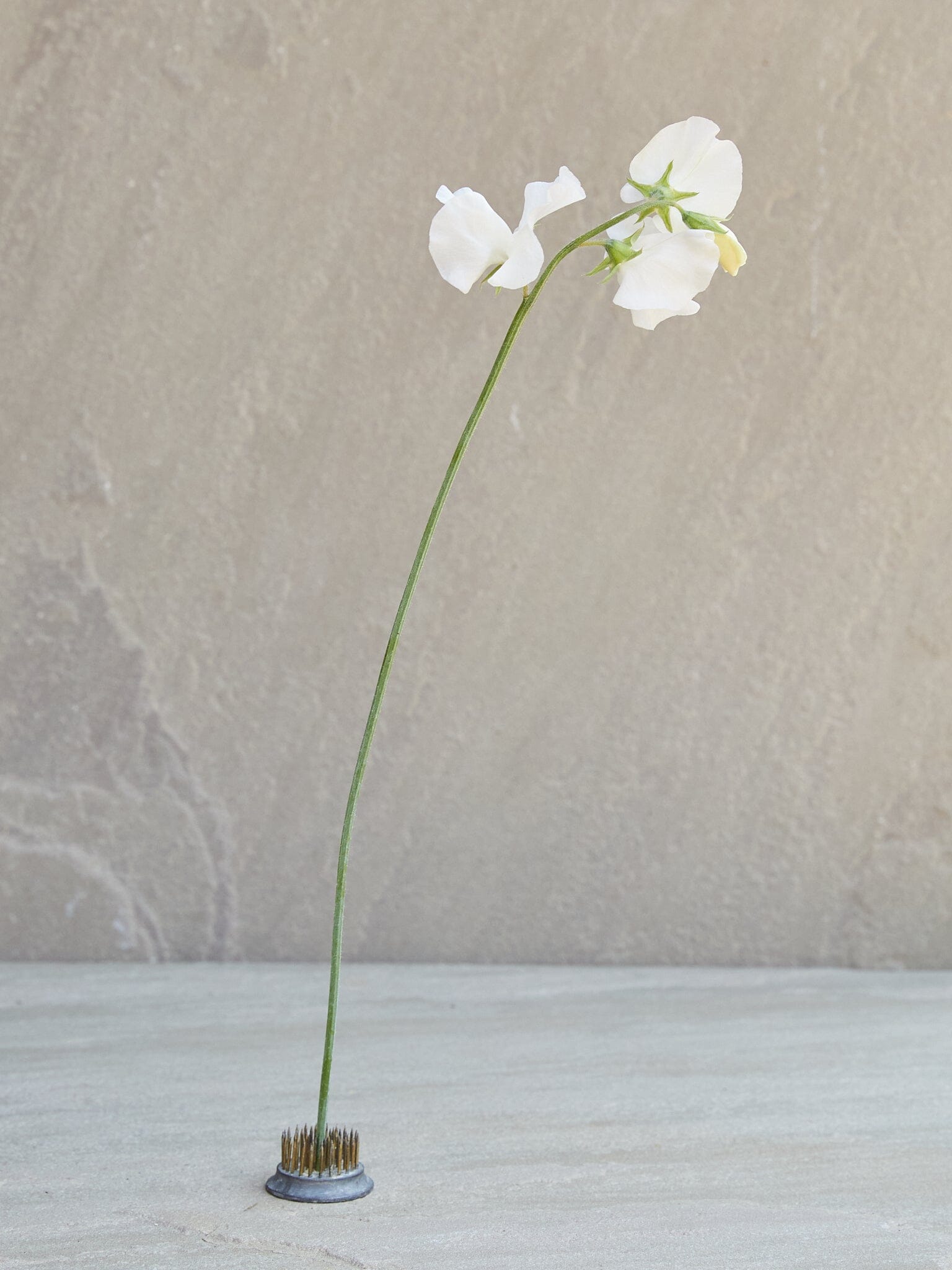 Ærteblomst 'Swan Lake'