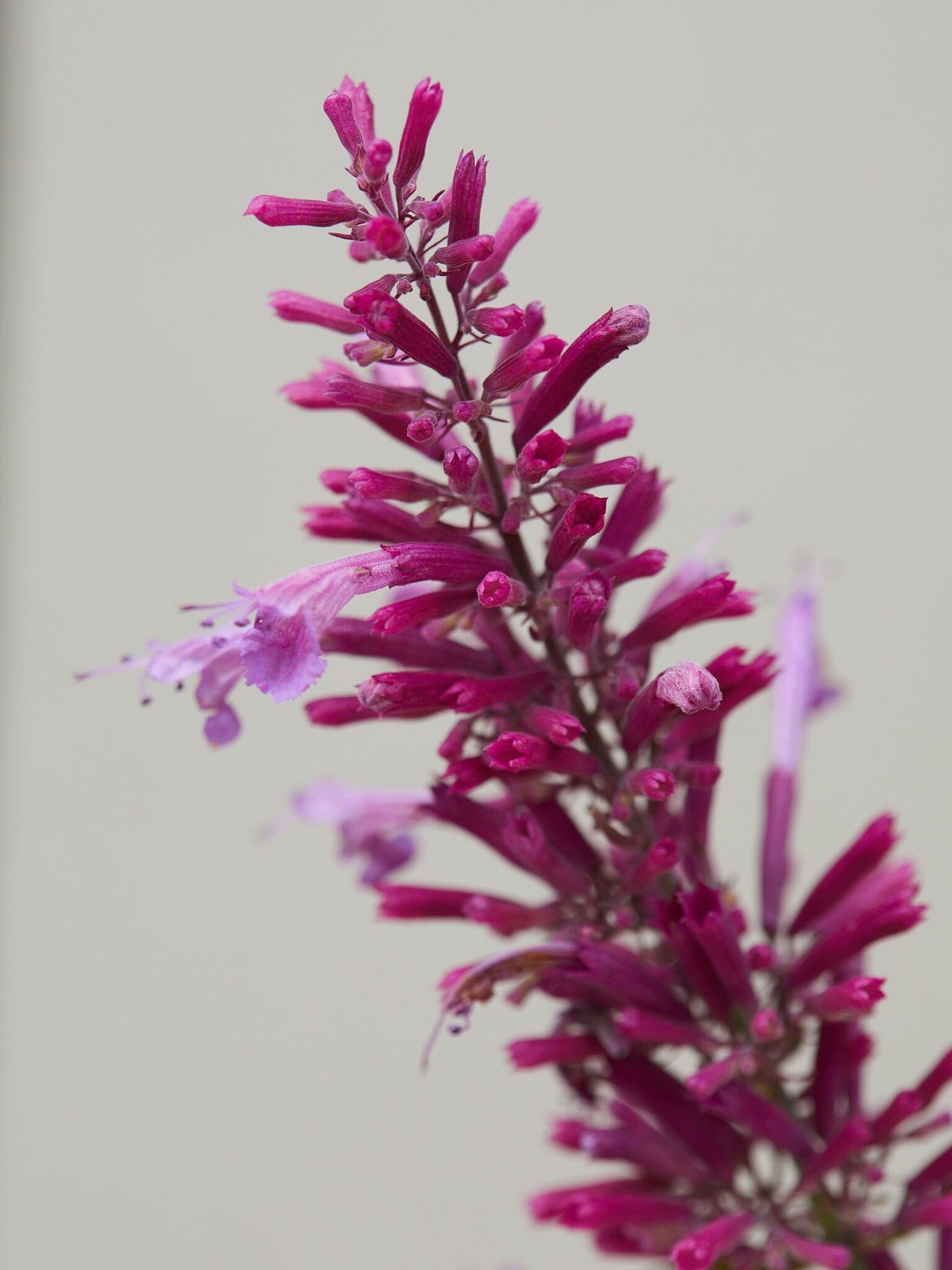Agastache 'Heather Queen'