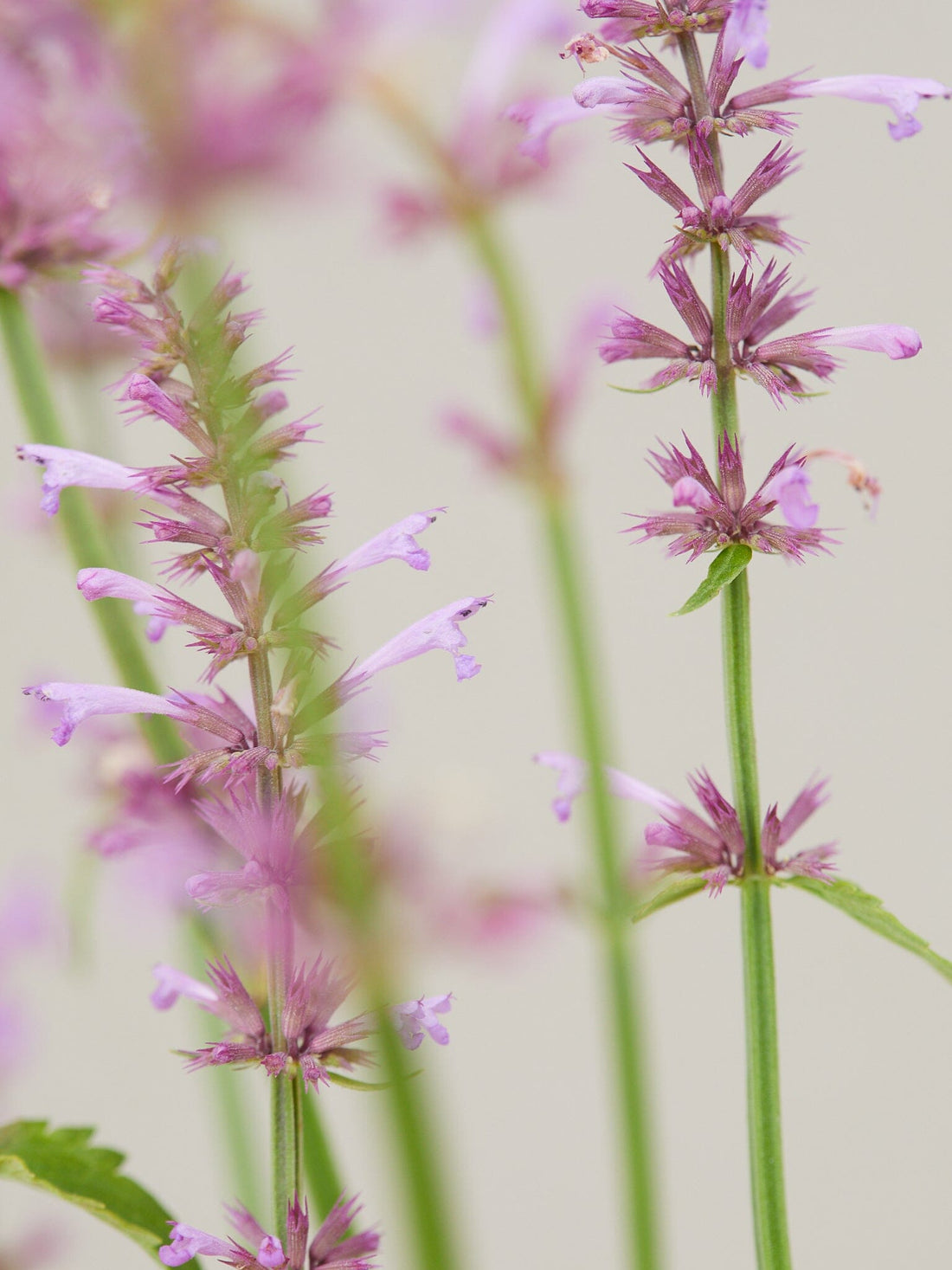 Agastache 'Rose Mint'