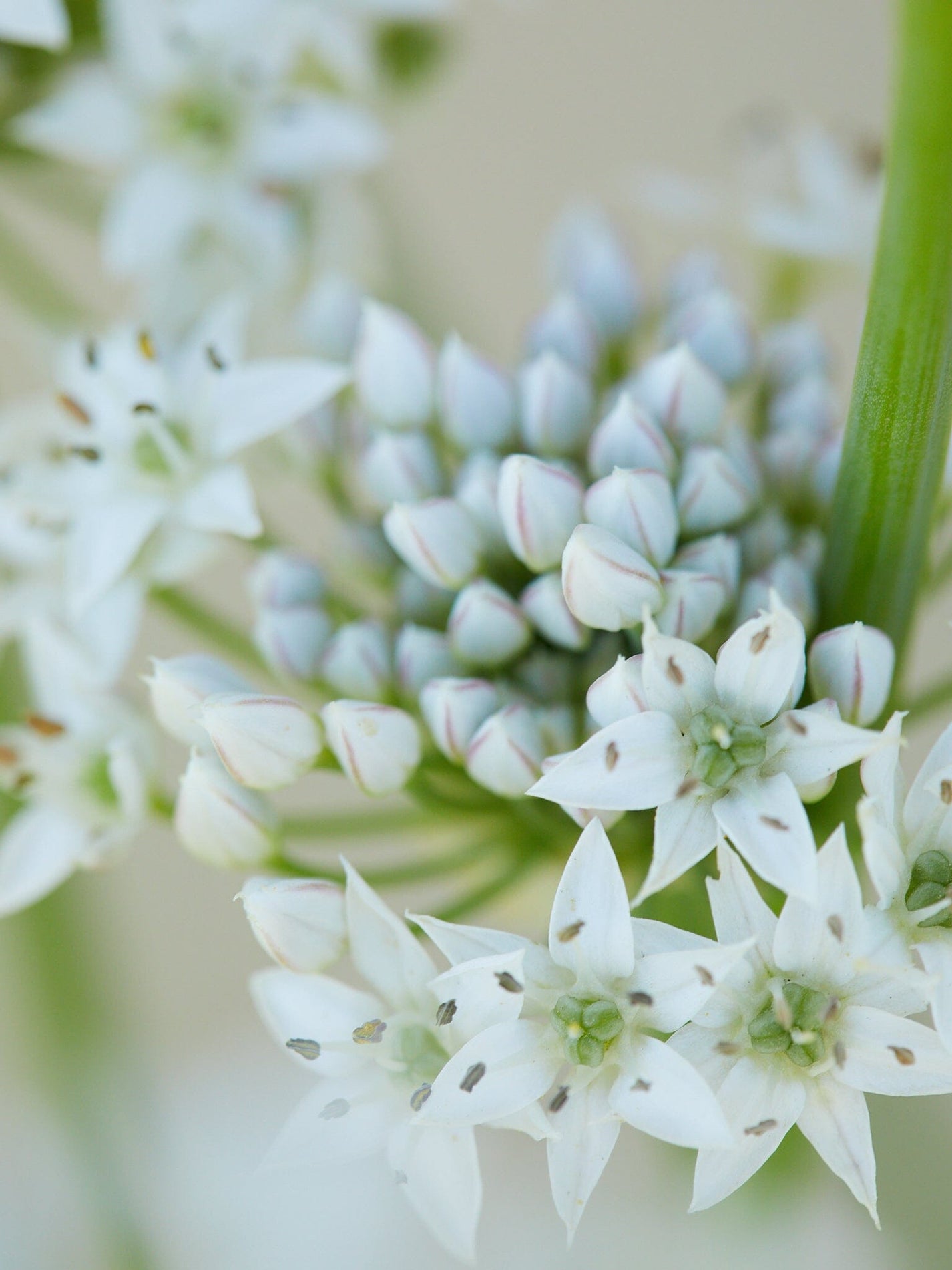 Allium 'Autumn Bee Attraction' F1