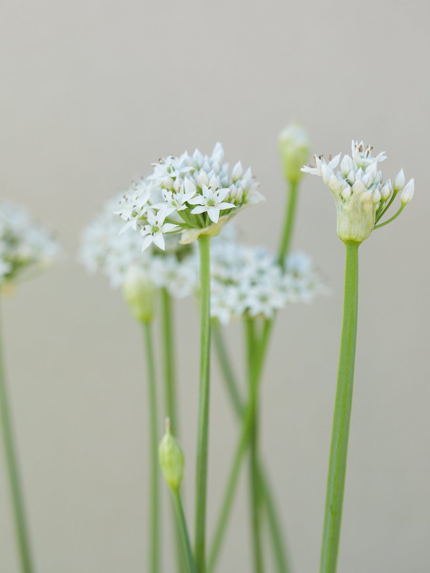 Allium 'Autumn Bee Attraction' F1