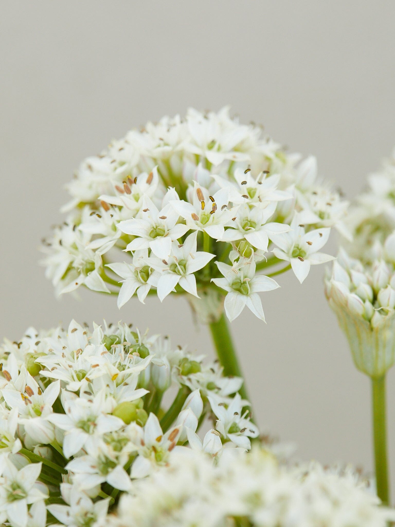Allium 'Autumn Bee Attraction' F1
