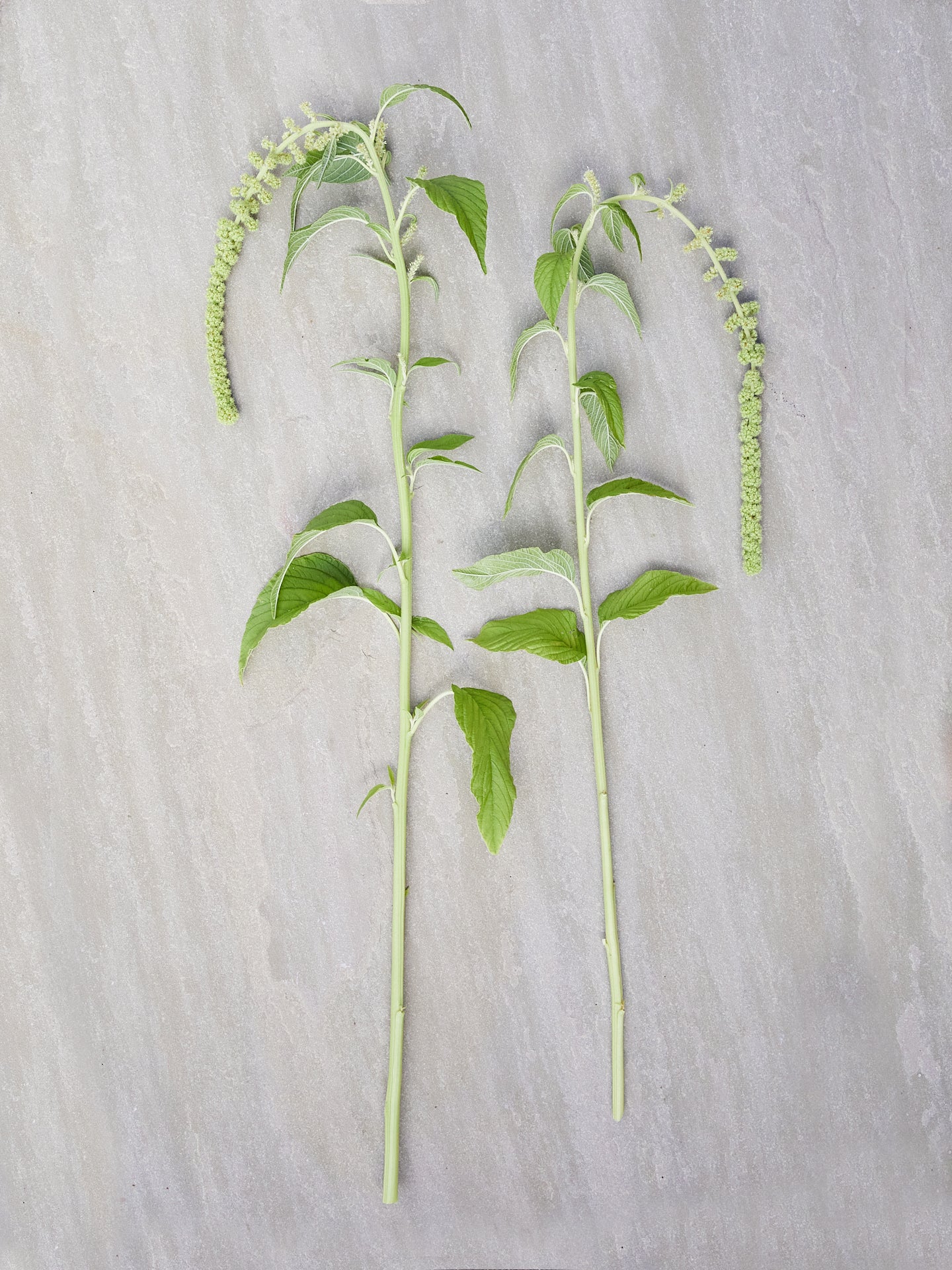 Amarant 'Emerald Tassels'