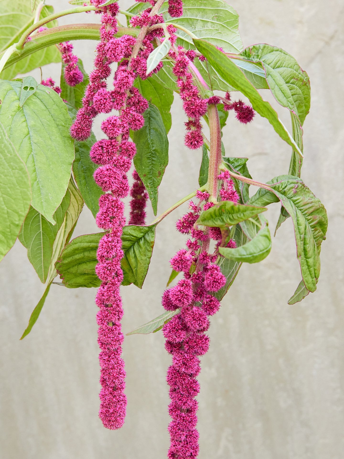 Amarant 'Love Lies Bleeding'