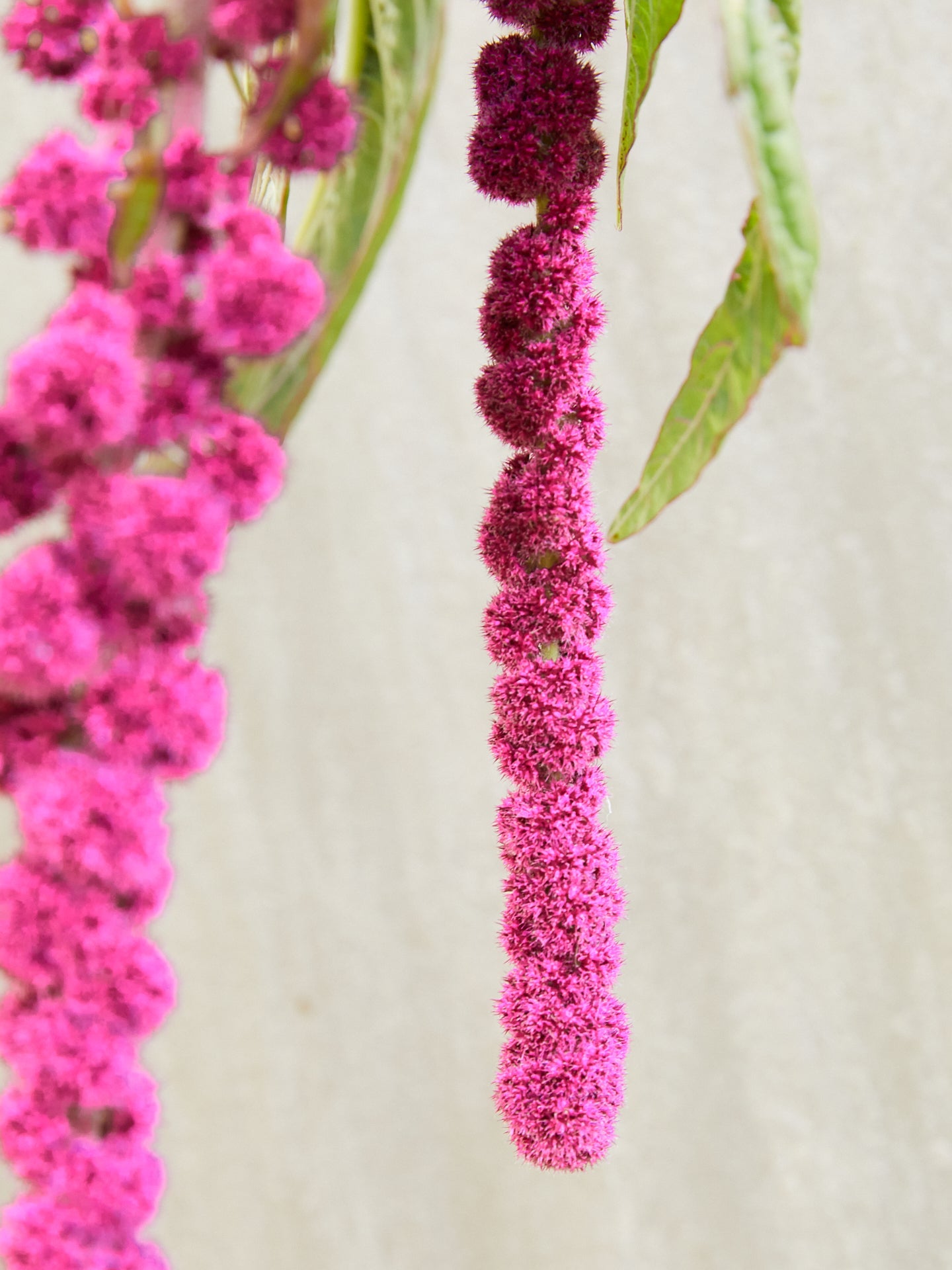 Amarant 'Love Lies Bleeding'