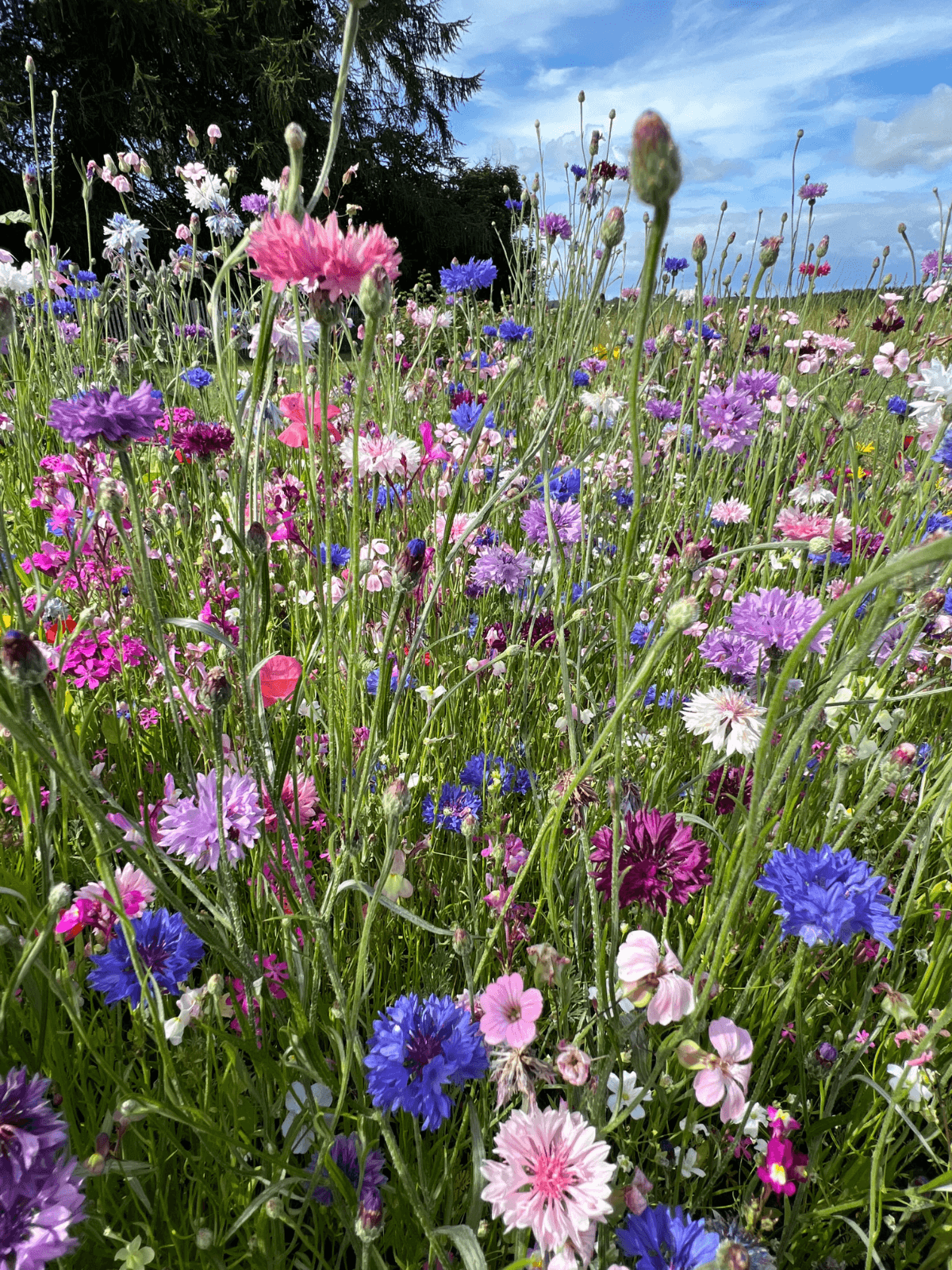BOTANIA.DK