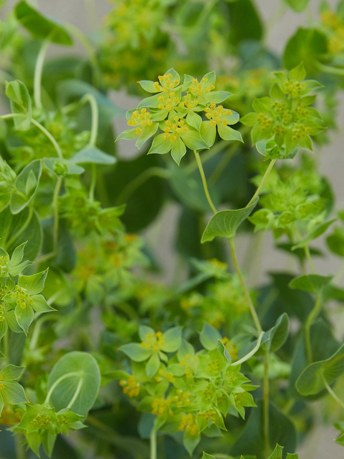 Hareøre 'Garibaldi'