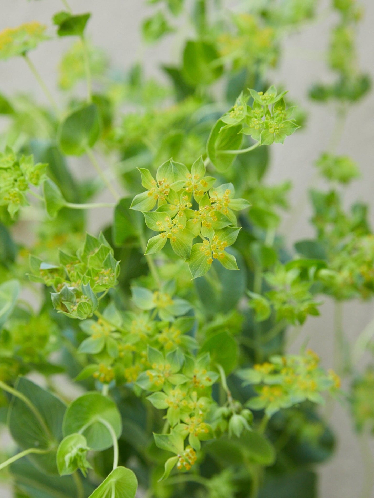 Hareøre 'Garibaldi'