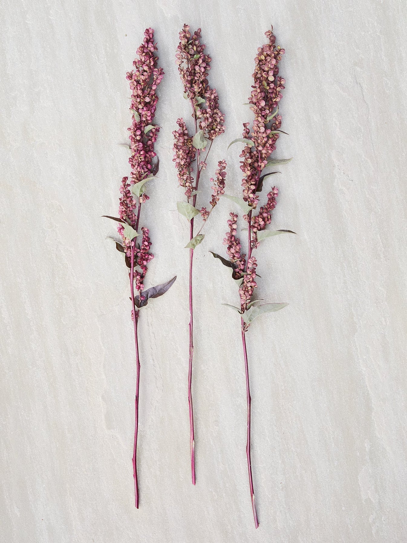 Havemælde 'Copper Plume'