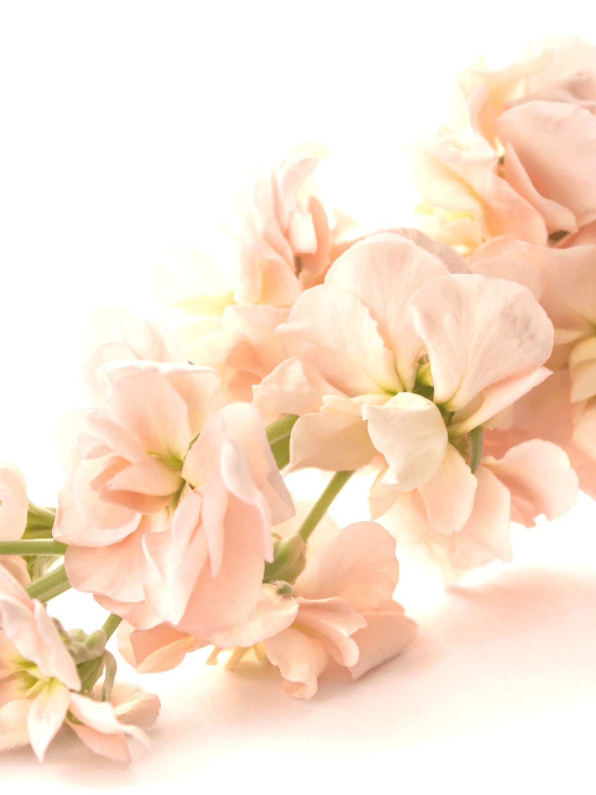 Levkøj 'Iron Apricot'