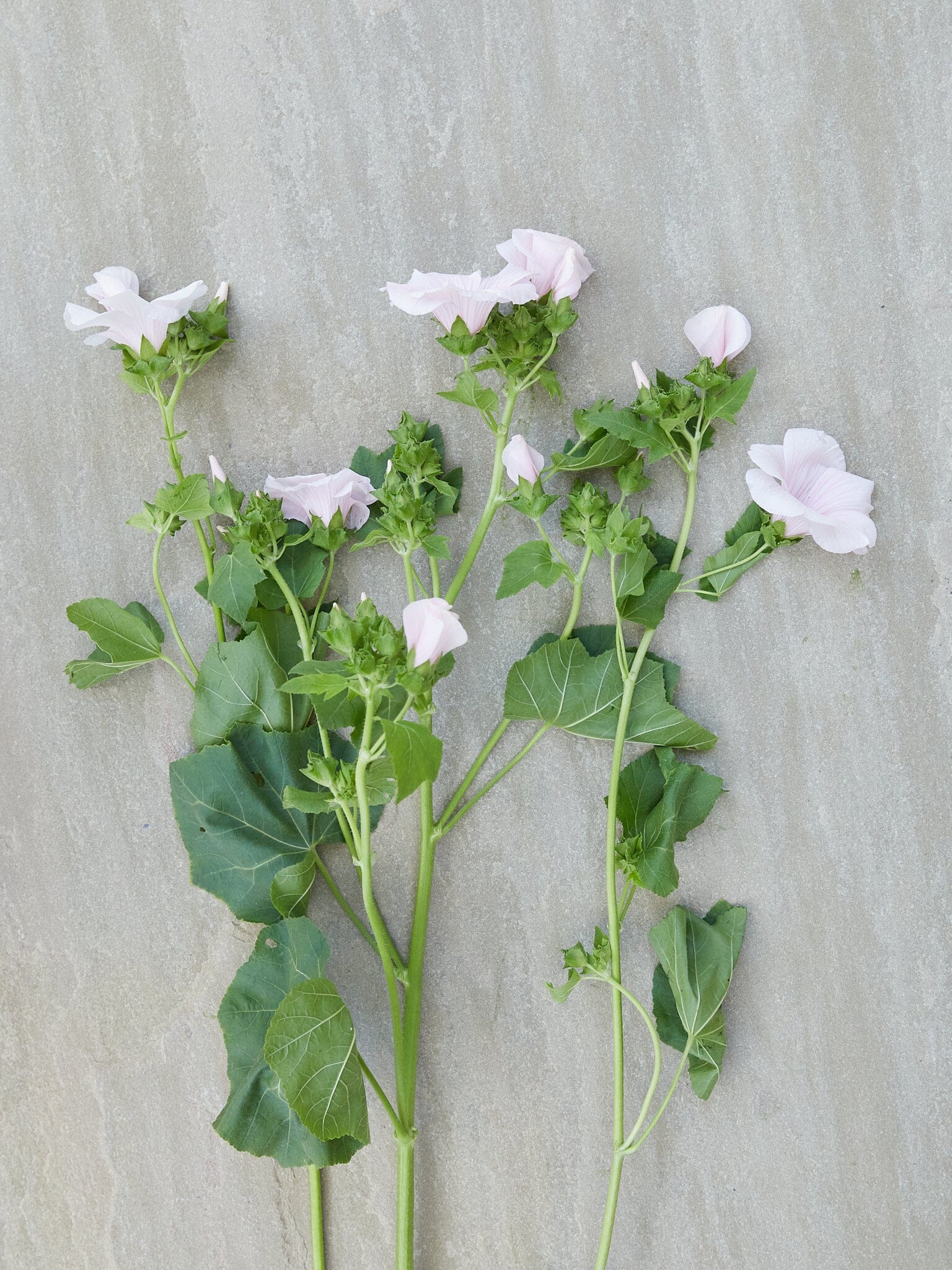 Mamelukærme 'Dwarf Pink Blush'