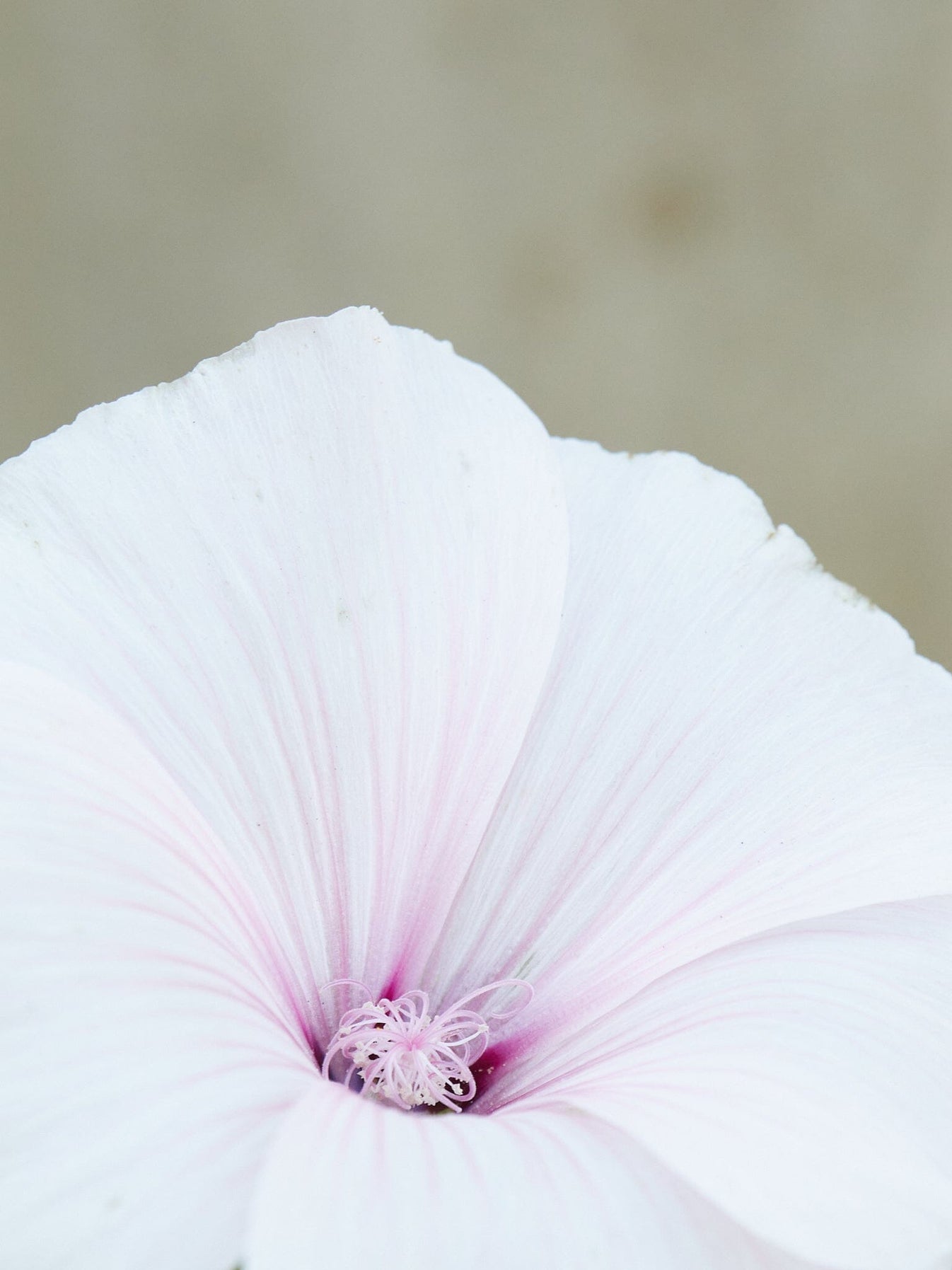 Mamelukærme 'Dwarf Pink Blush'