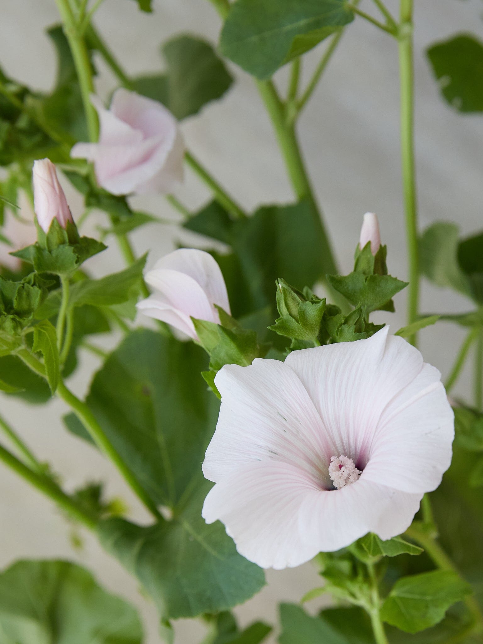 Mamelukærme 'Dwarf Pink Blush'