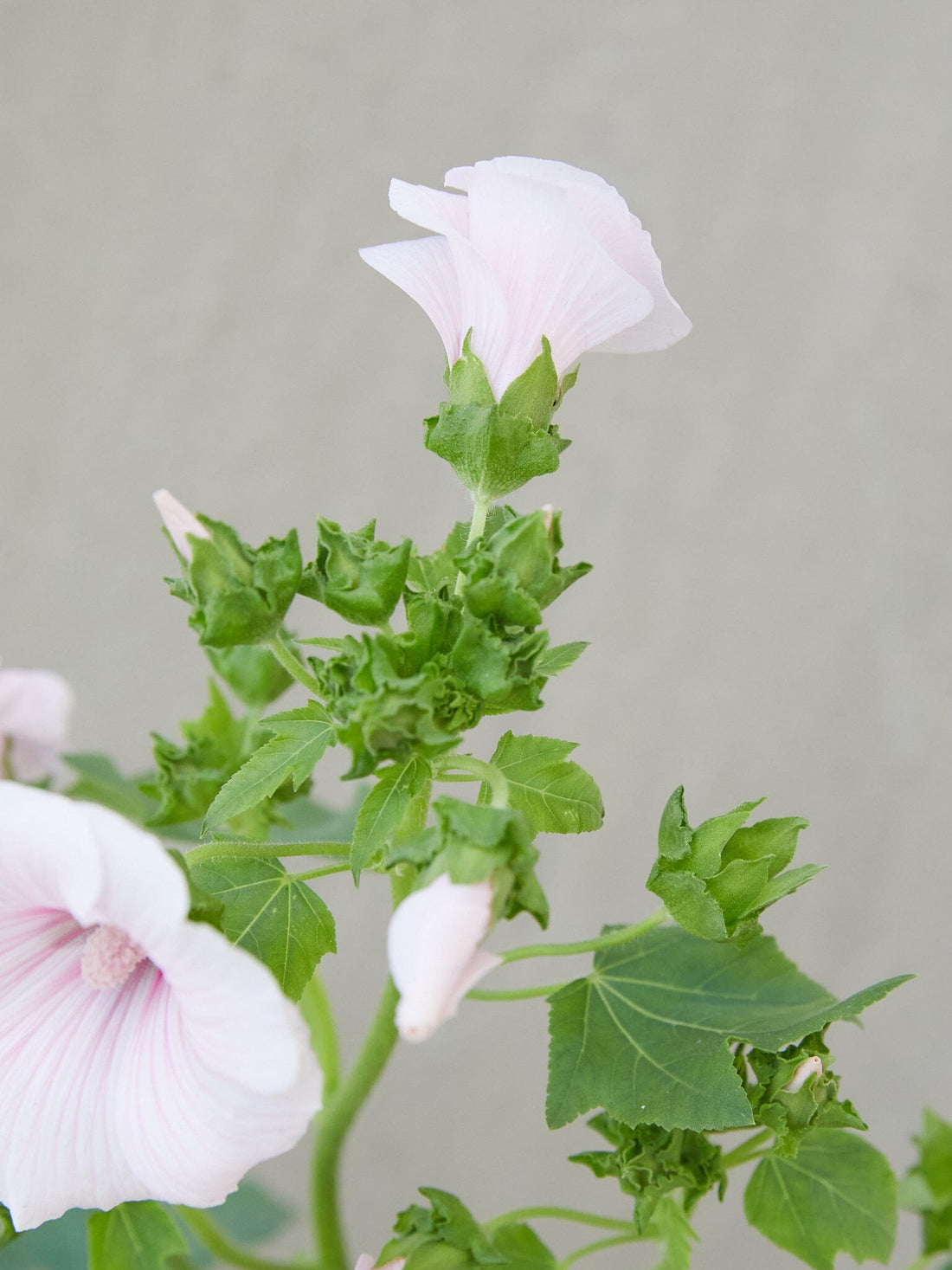 Mamelukærme 'Dwarf Pink Blush'