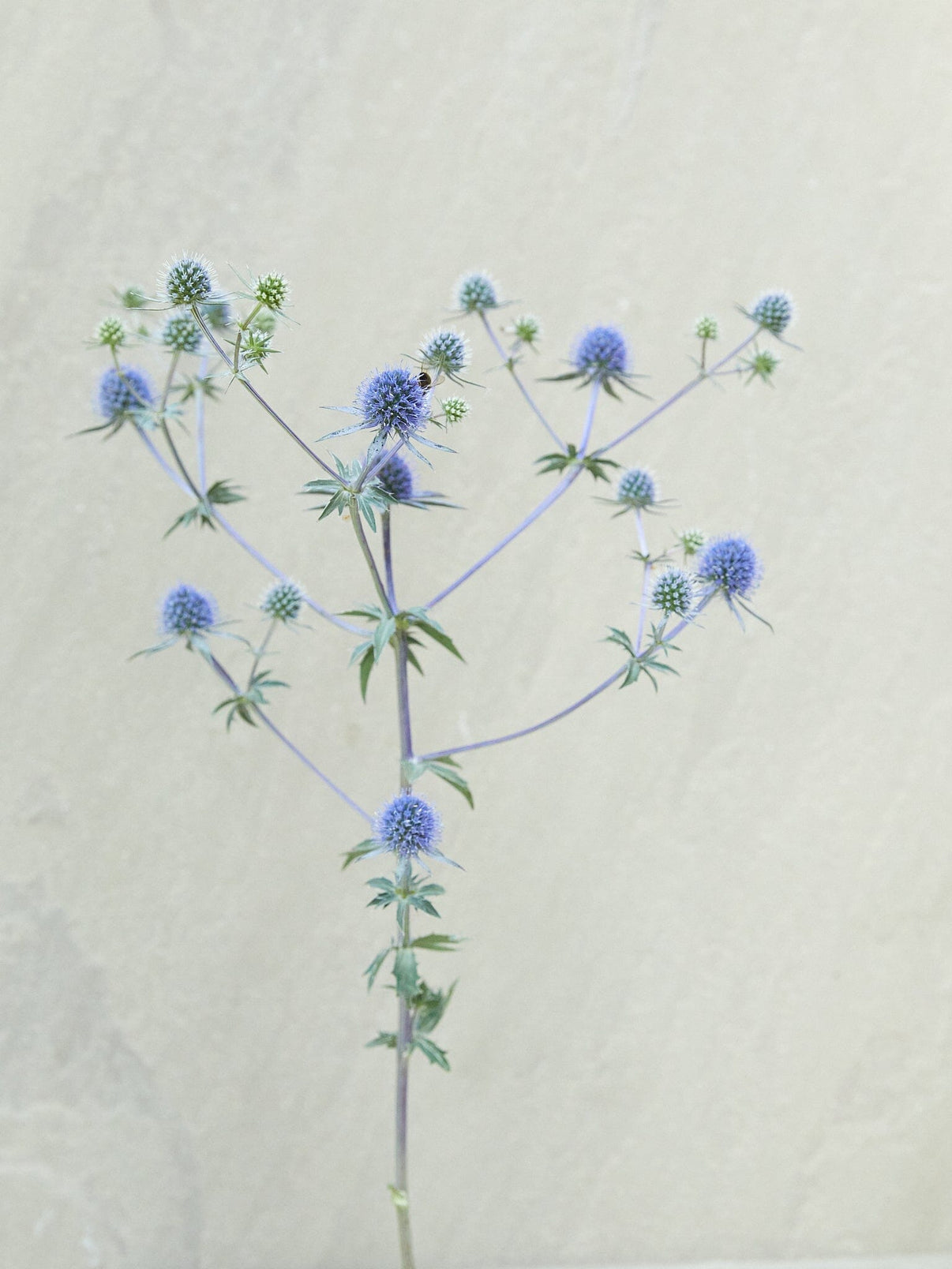 Mandstro 'Blue Glitter'