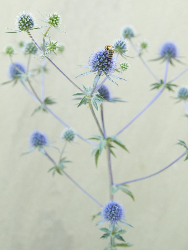 Mandstro 'Blue Glitter'