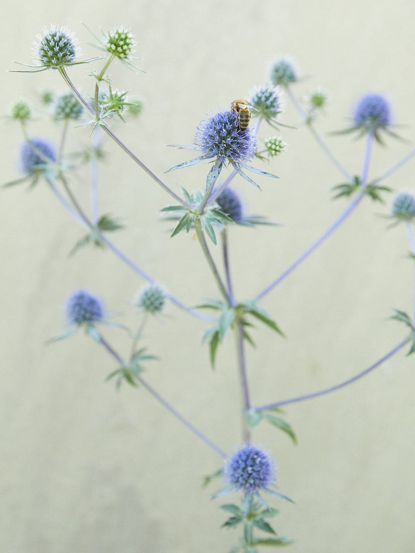 Mandstro 'Blue Glitter'