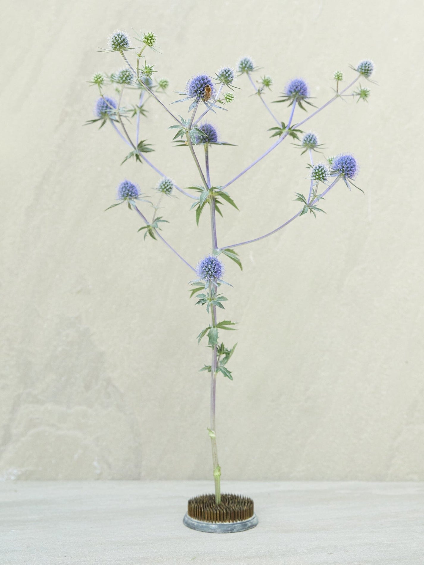 Mandstro 'Blue Glitter'