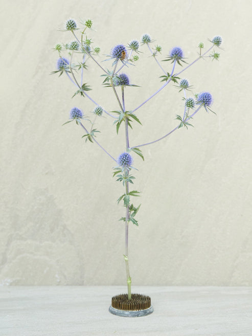 Mandstro 'Blue Glitter'