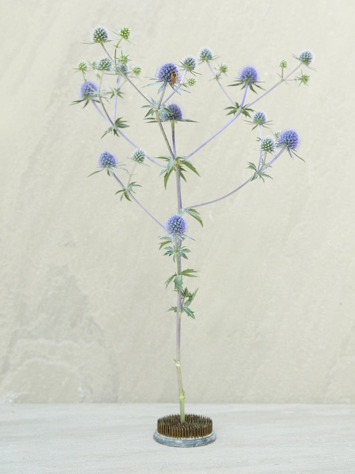 Mandstro 'Blue Glitter'