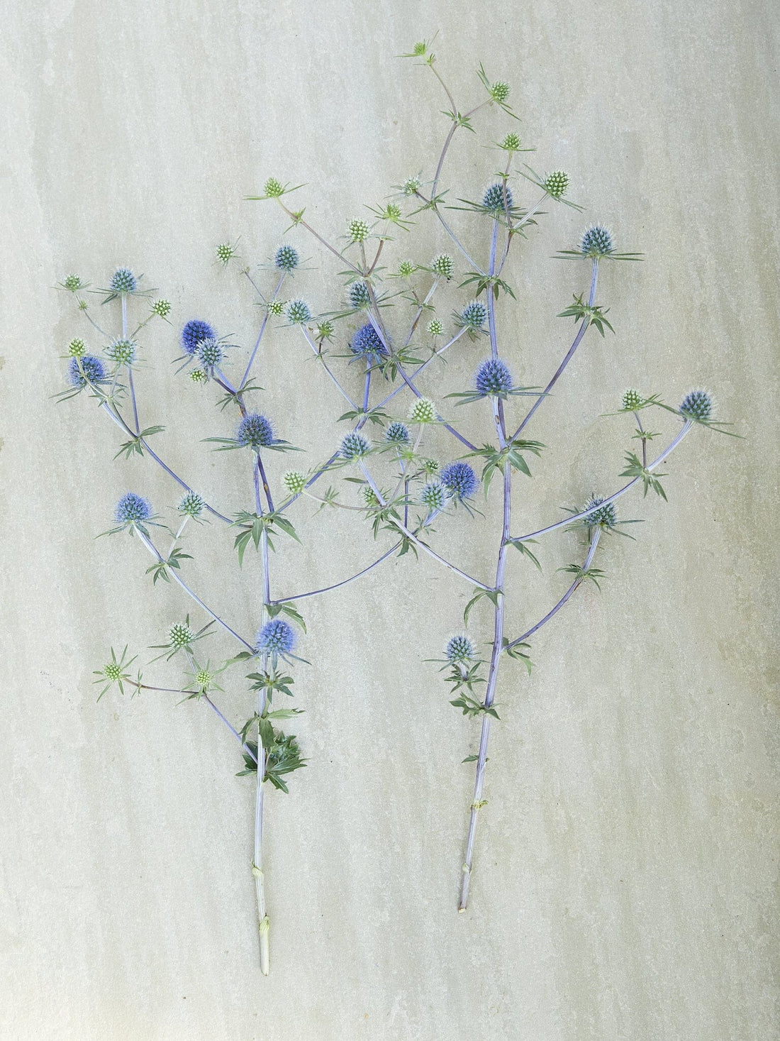 Mandstro 'Blue Glitter'