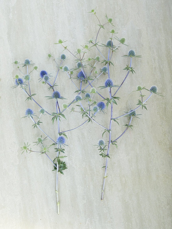 Mandstro 'Blue Glitter'