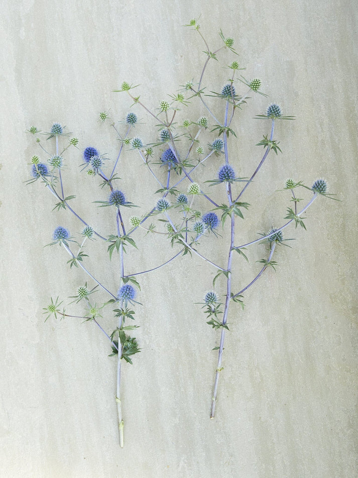 Mandstro 'Blue Glitter'