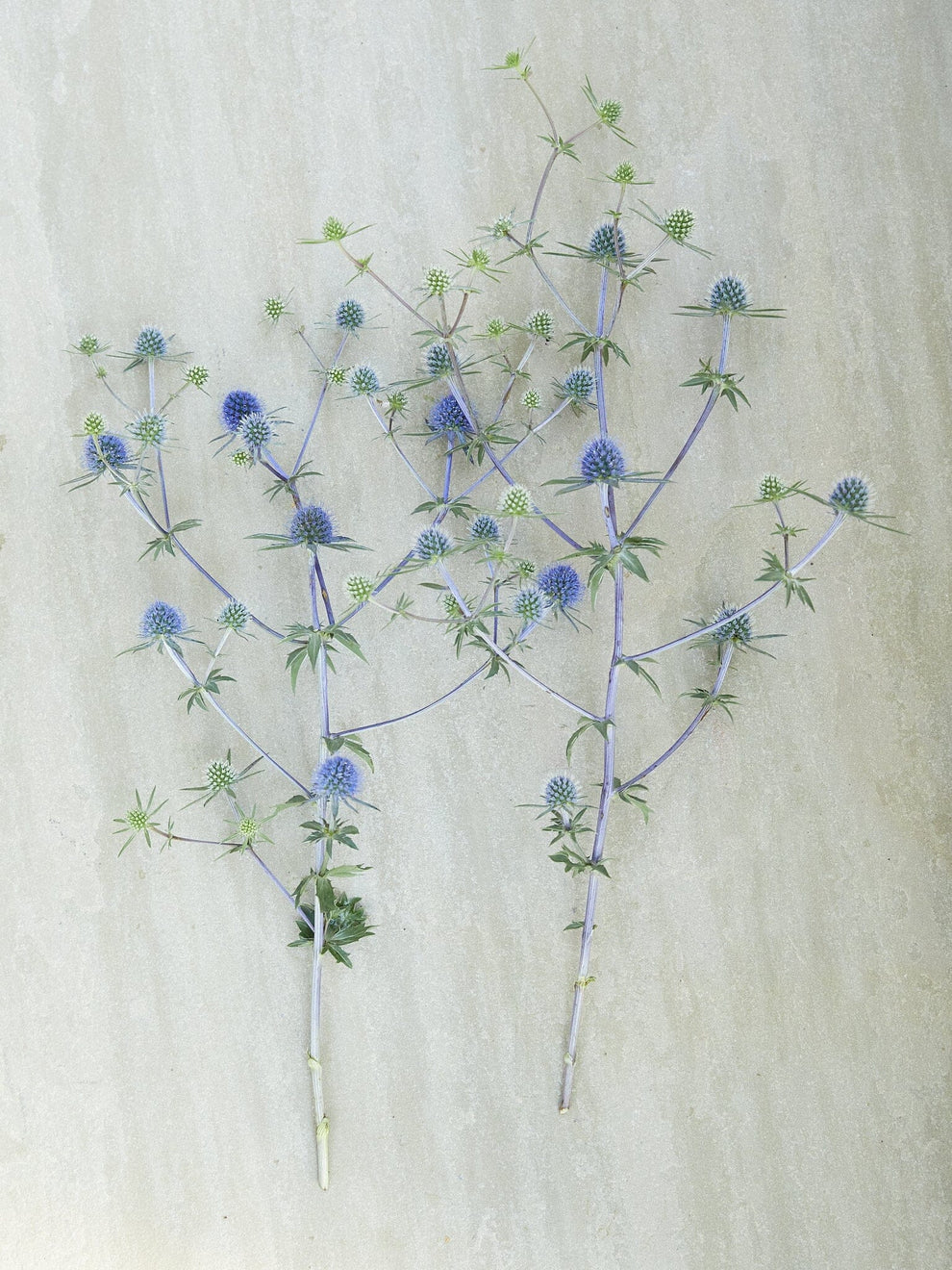 Mandstro 'Blue Glitter'