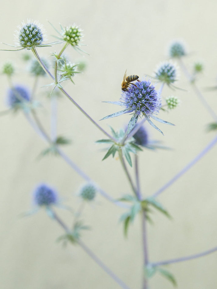 Mandstro 'Blue Glitter'