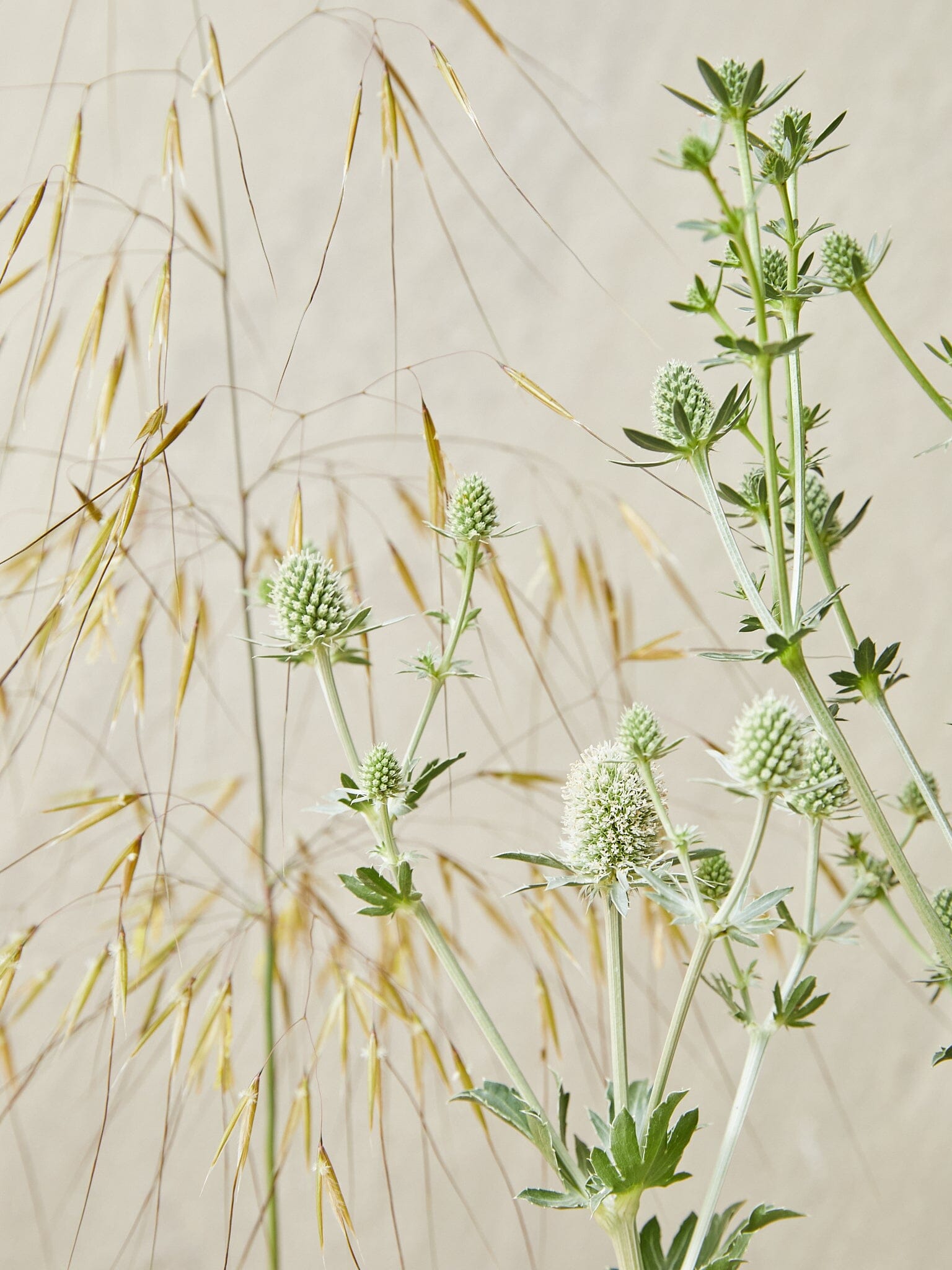 Mandstro 'White Glitter'