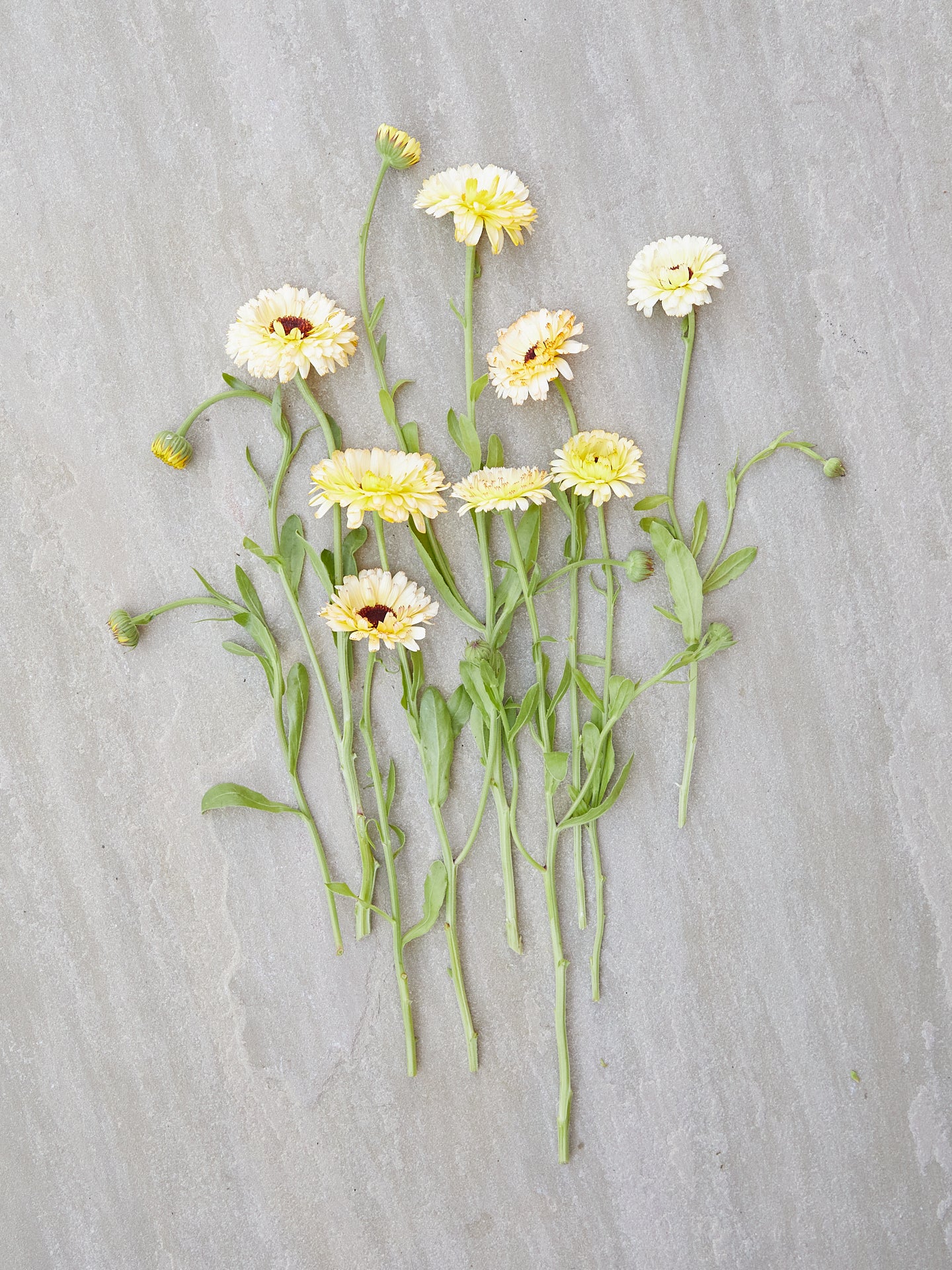 Morgenfrue 'Ivory Princess'