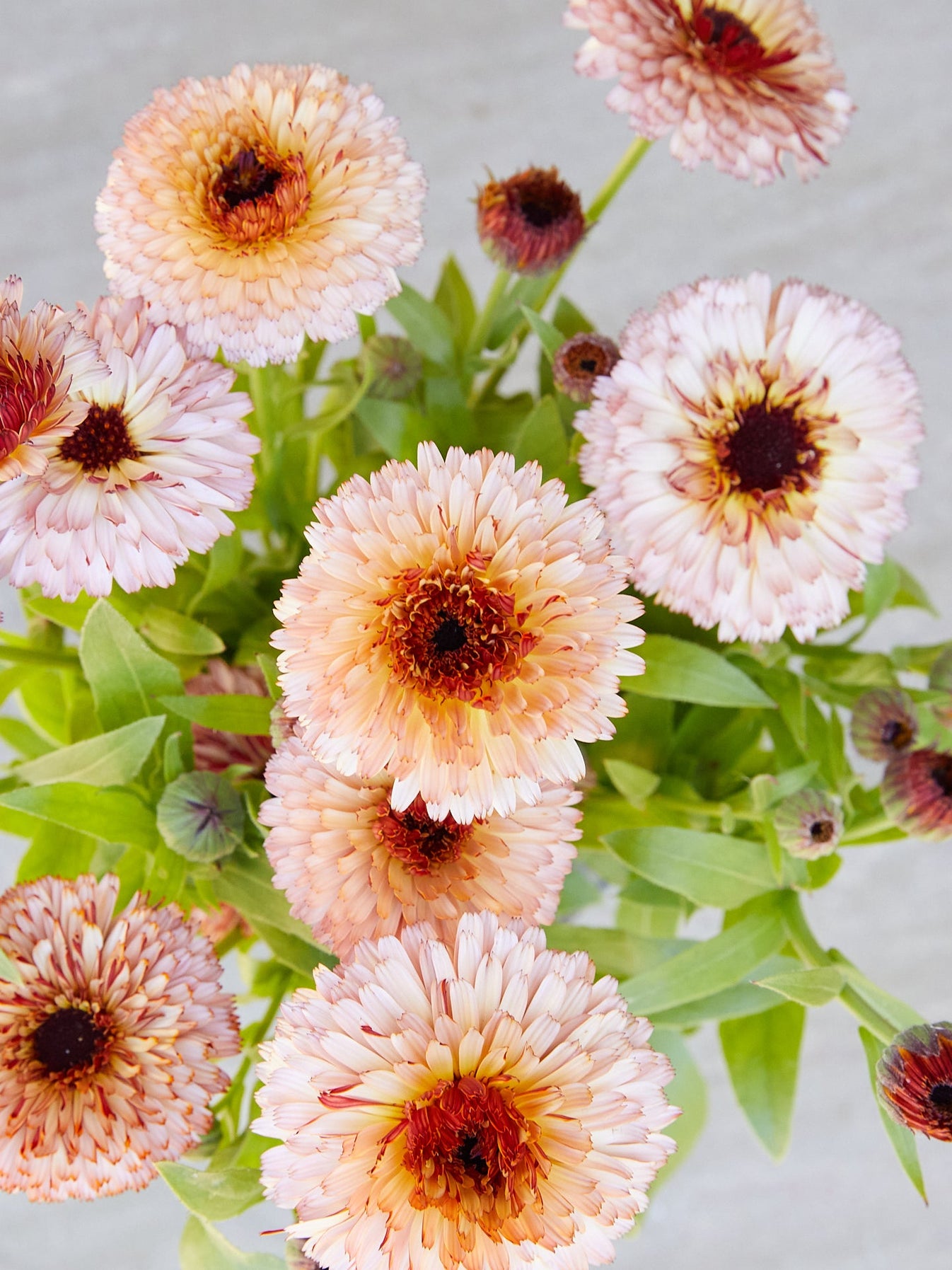 Morgenfrue 'Pygmy Buff'