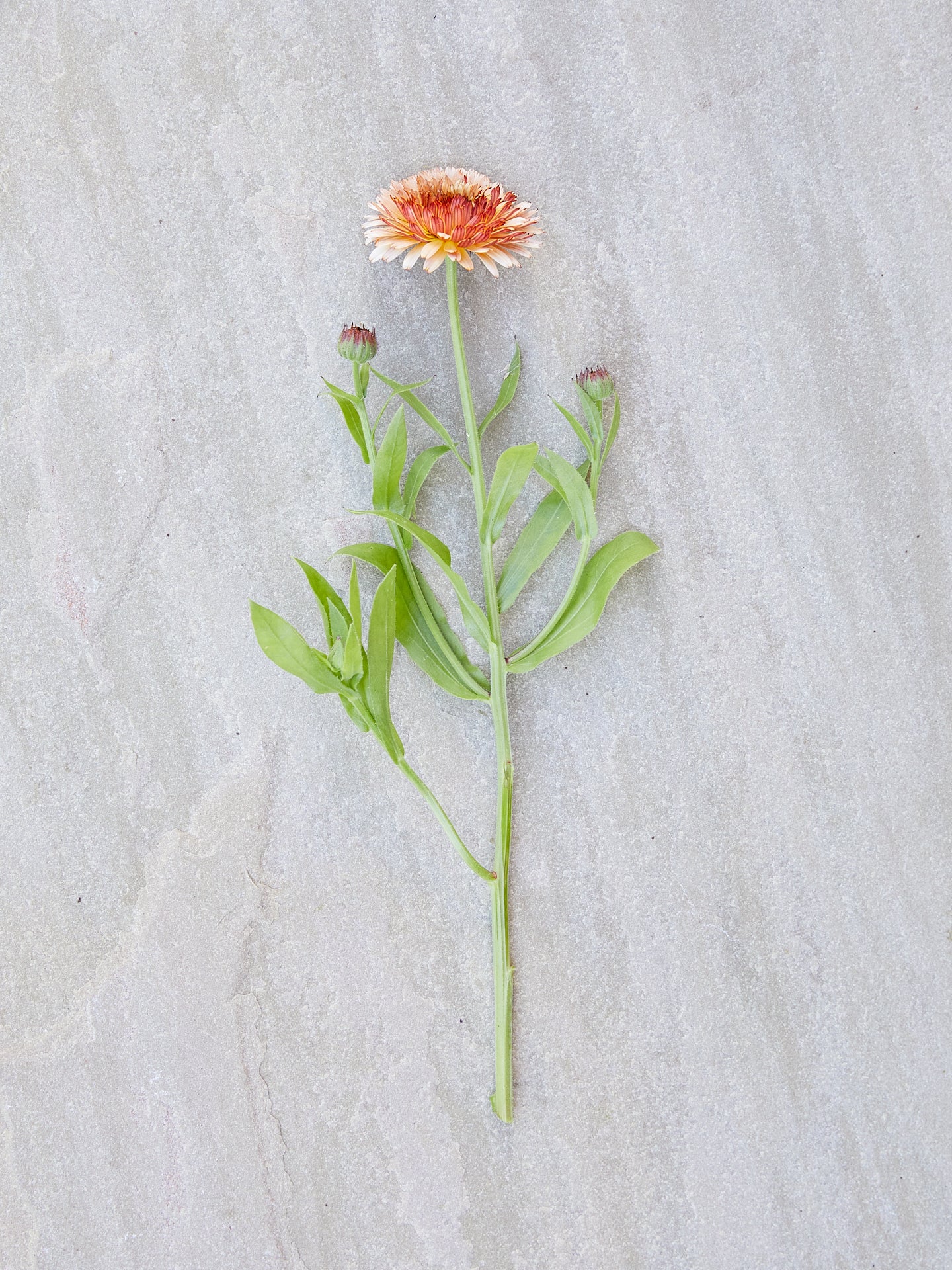 Morgenfrue 'Pygmy Buff'